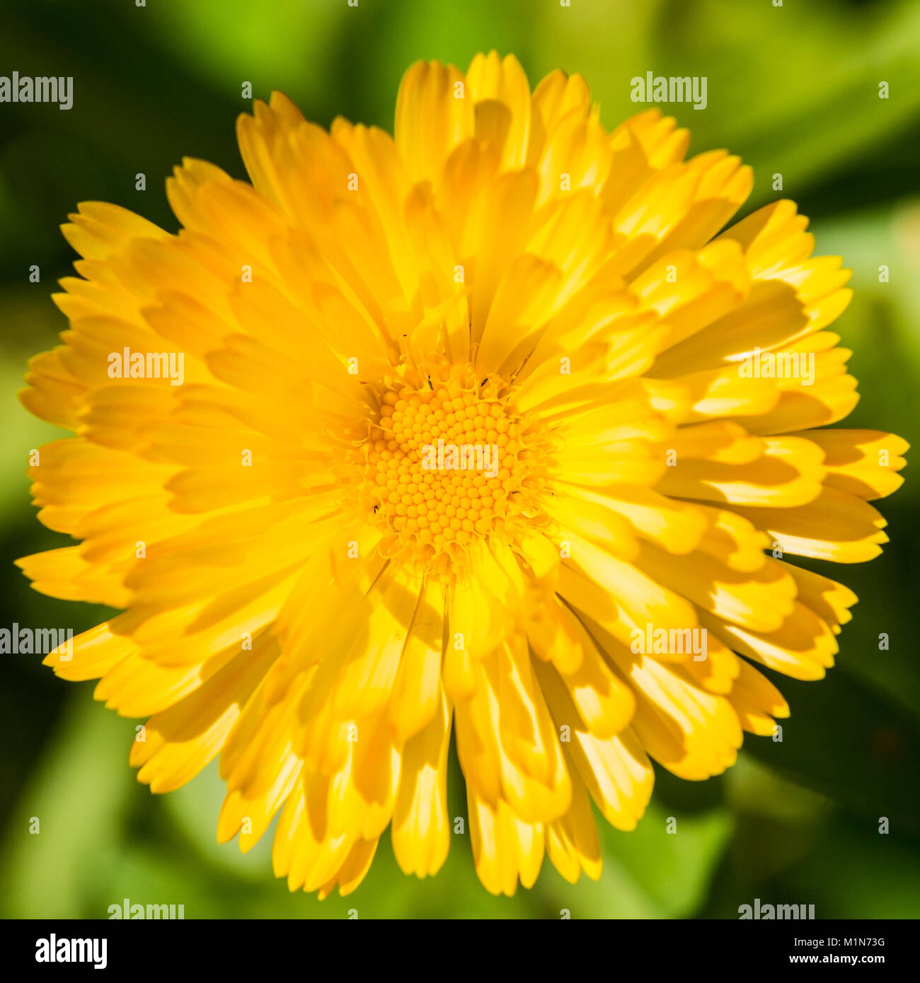 A macro shot of a yellow calendula bloom Stock Photo - Alamy