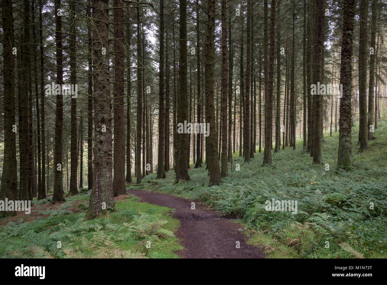 Forest above the Derwent valley in the Peak District national park ...