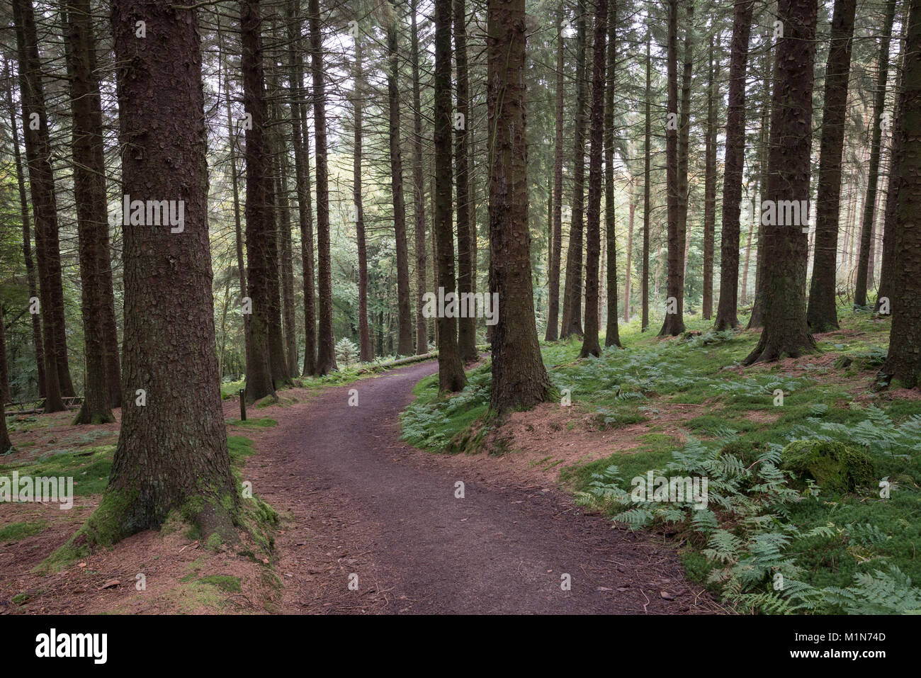 Pine trees bracken woodland woods hi-res stock photography and images ...