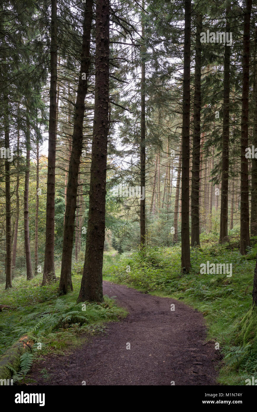 Forest above the Derwent valley in the Peak District national park ...