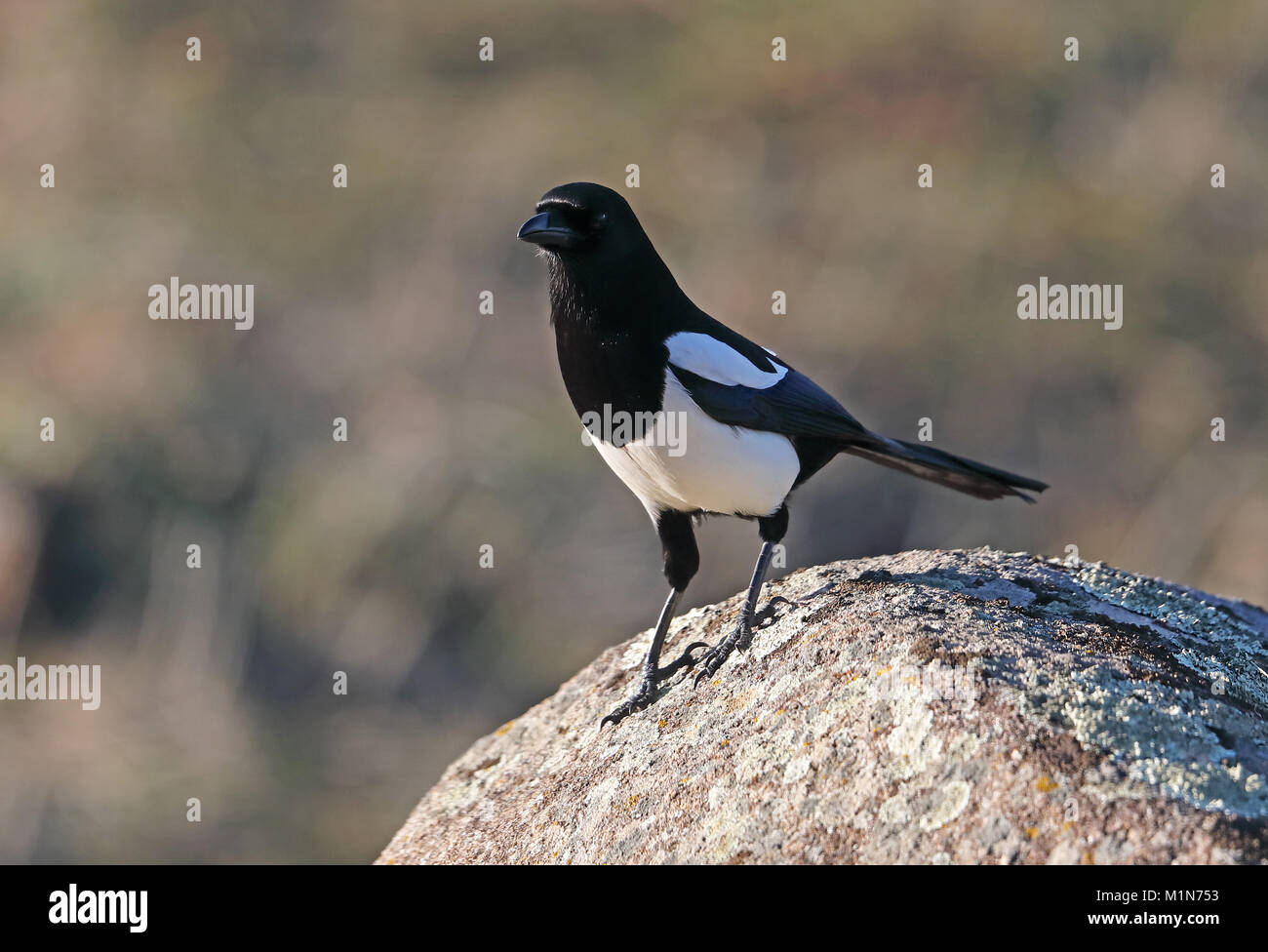 Eurasian Magpie (Pica pica melanotos) adult standing on rock in evening ...