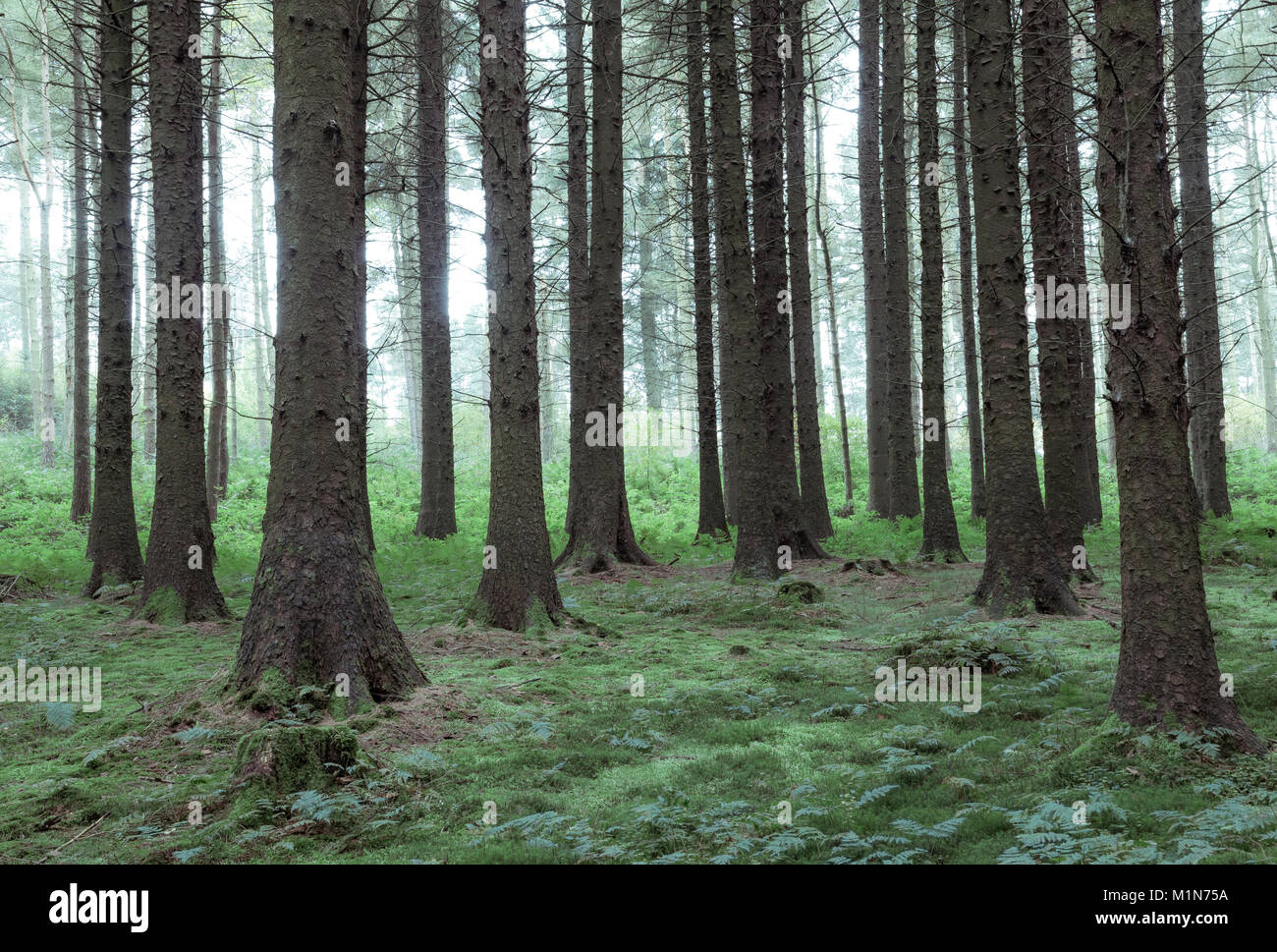 Forest above the Derwent valley in the Peak District national park ...