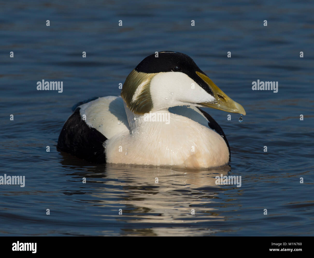 Drake Common Eider Duck (Somateria mollissima) on the sea in the Farne ...