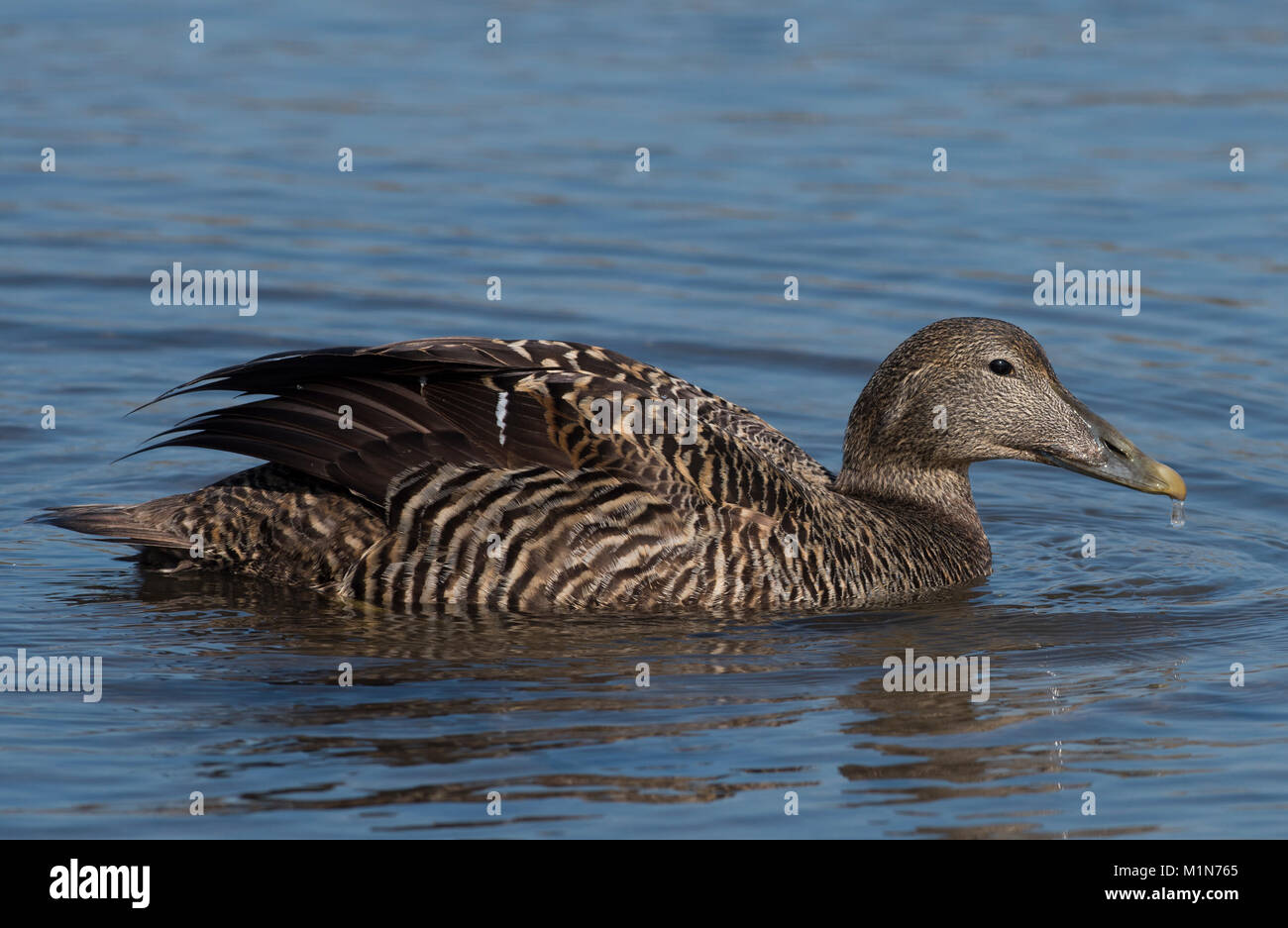 Female common eider duck in hi-res stock photography and images - Alamy