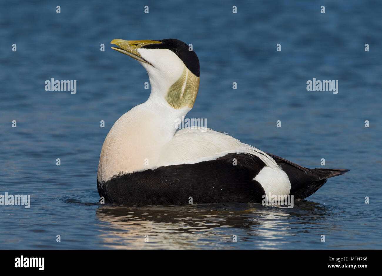Displaying Drake Common Eider Duck Somateria mollissima on the sea in ...