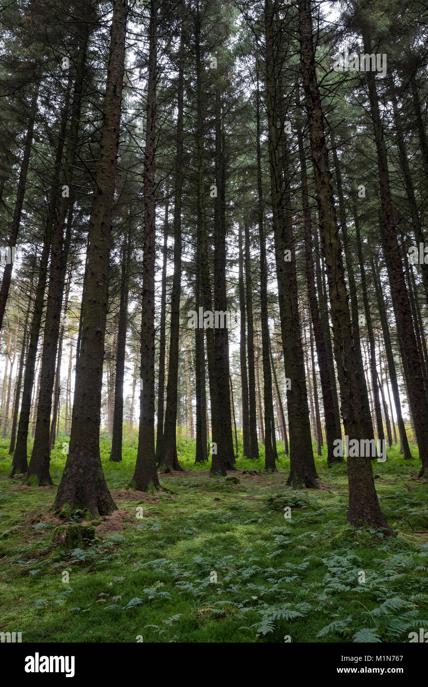 Forest trees dense walking hi-res stock photography and images - Alamy