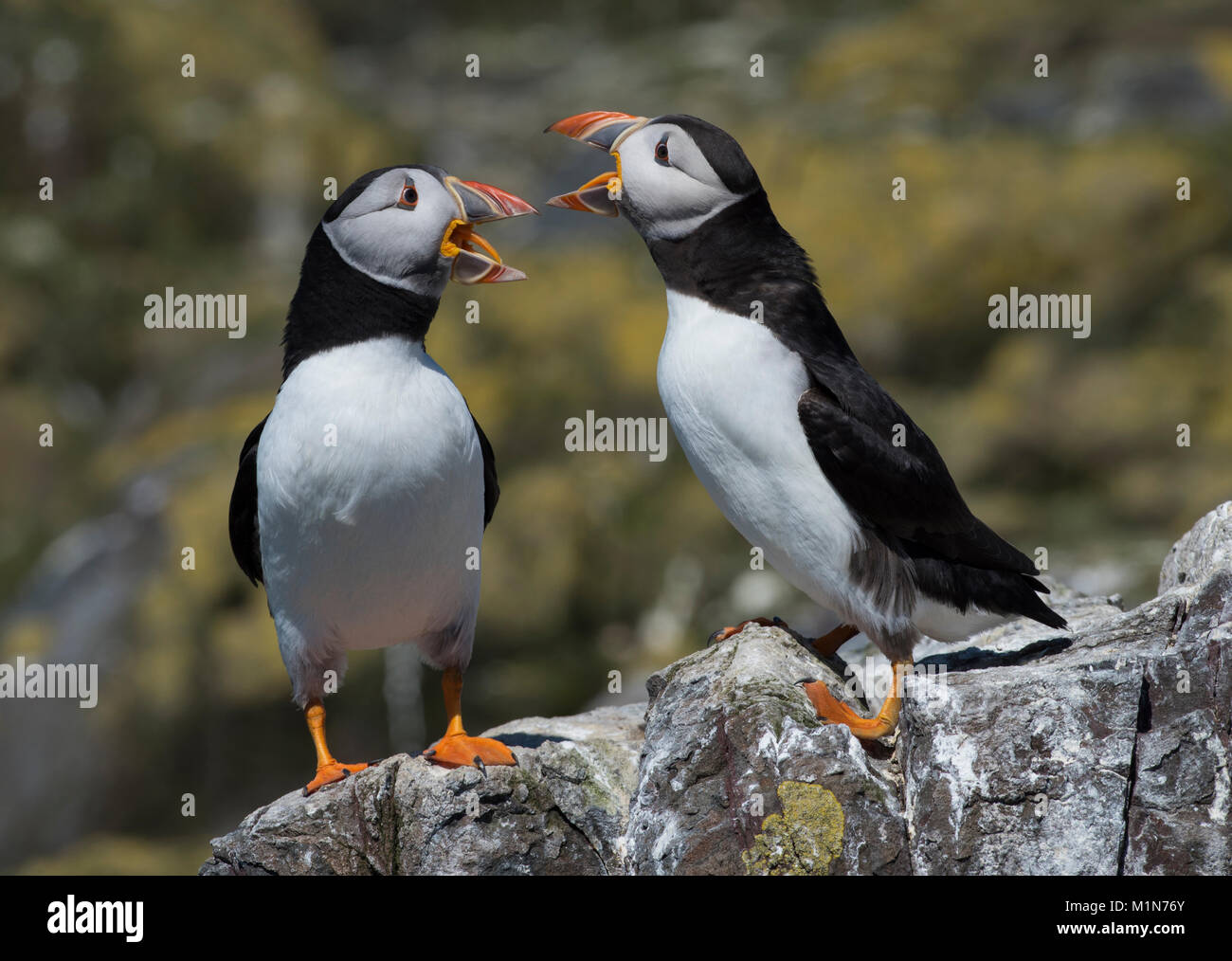 Atlantic Puffin Fratercula arctica two birds displaying to each other ...