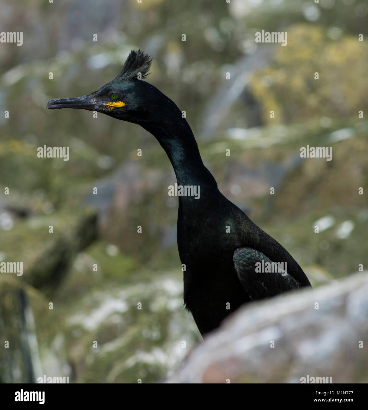 European Shag Phalacrocorax aristotelis in breeding plumage on the ...