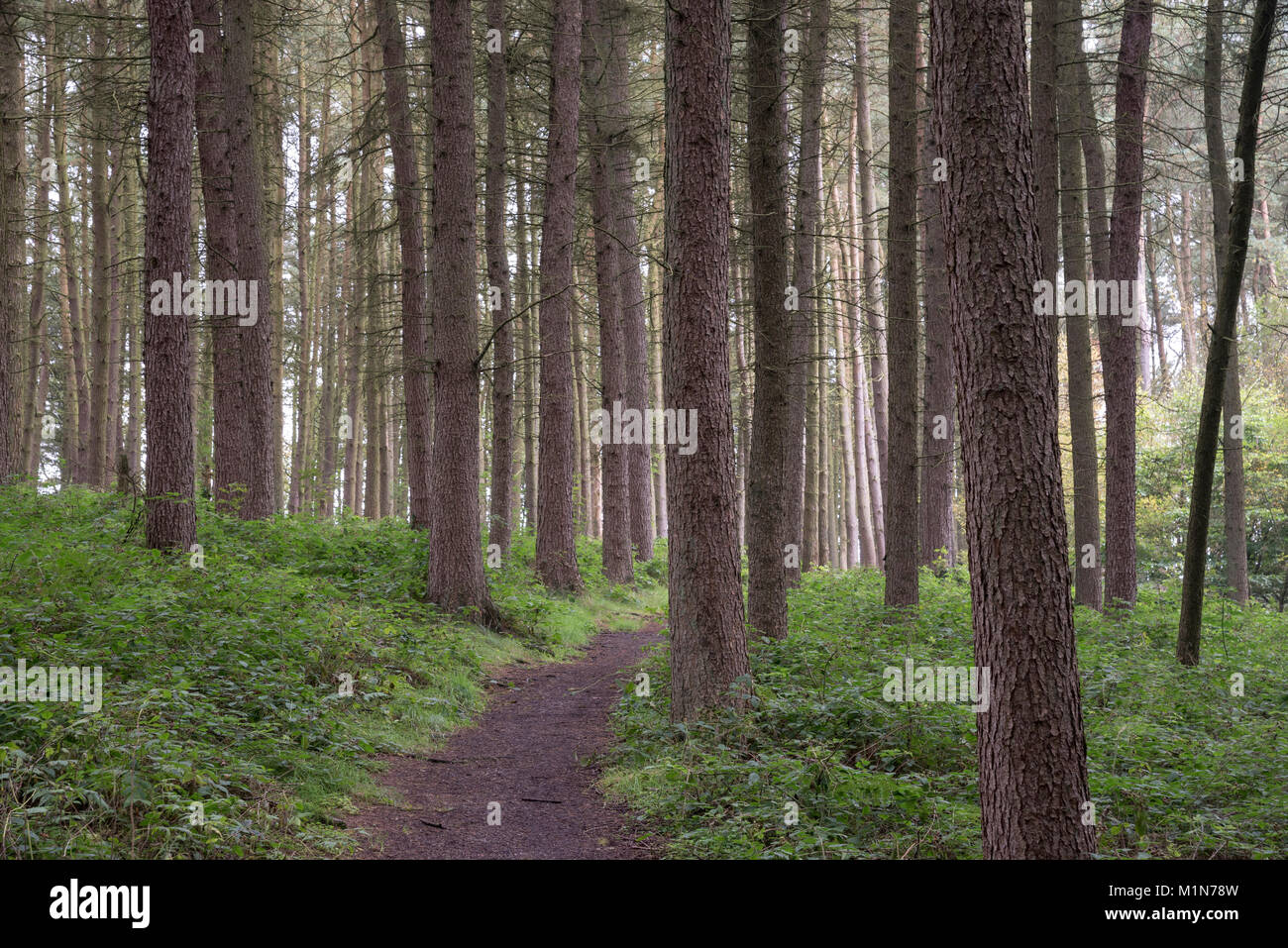 Forest above the Derwent valley in the Peak District national park ...