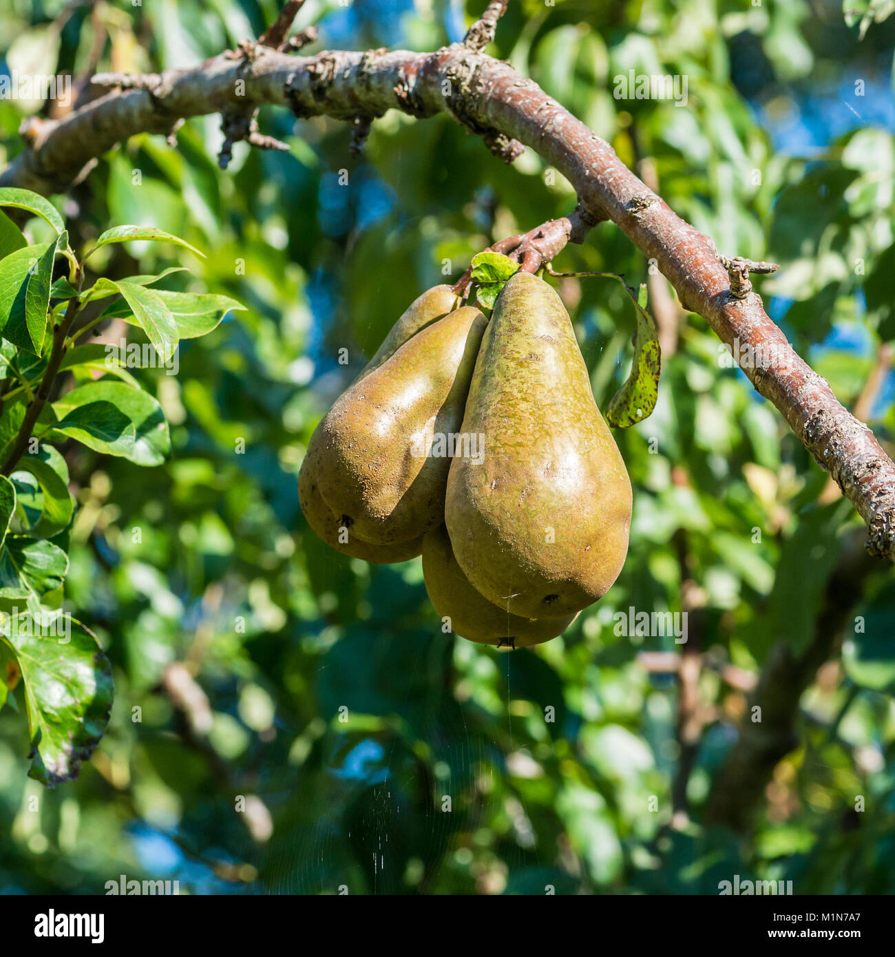 A shot of some pears hanging from the branch of a pear tree Stock Photo ...