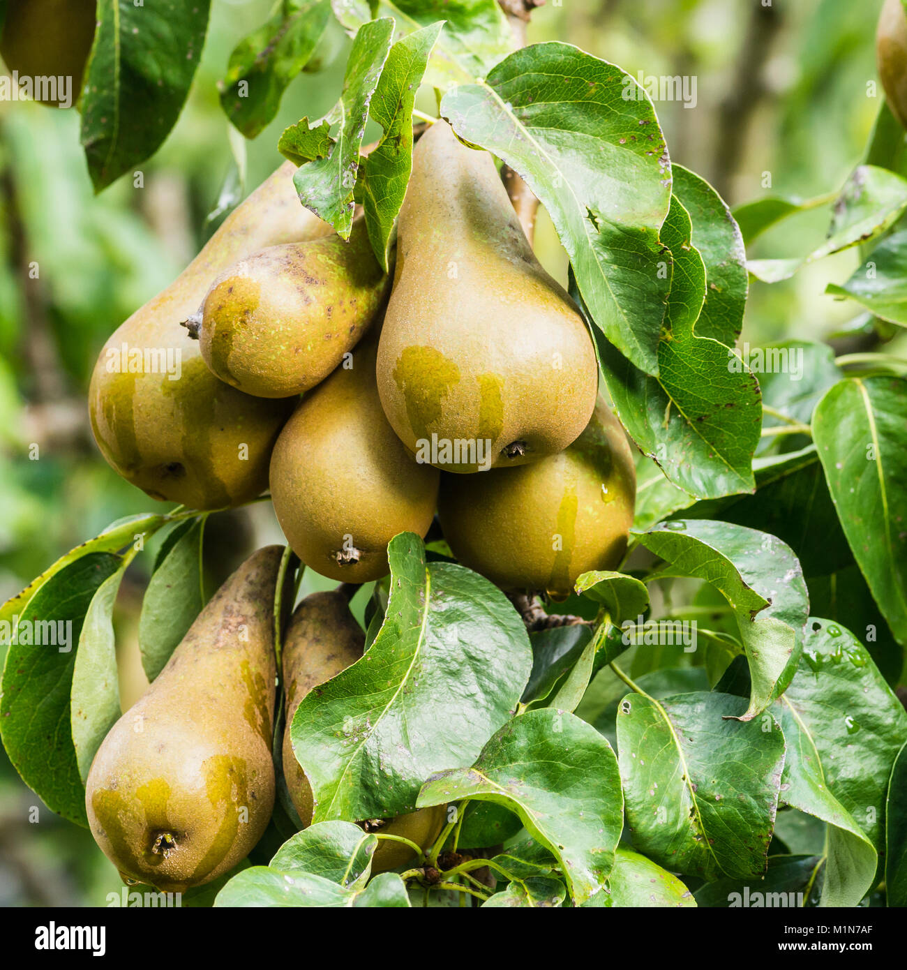 Pear tree branch hi-res stock photography and images - Alamy