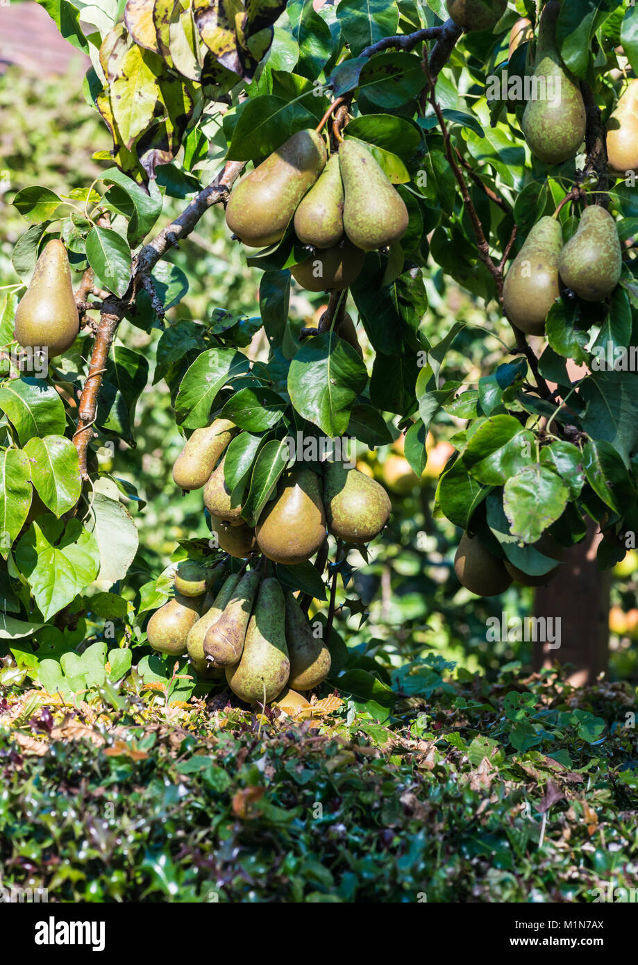 A shot of some pears hanging from the branches of a pear tree Stock ...