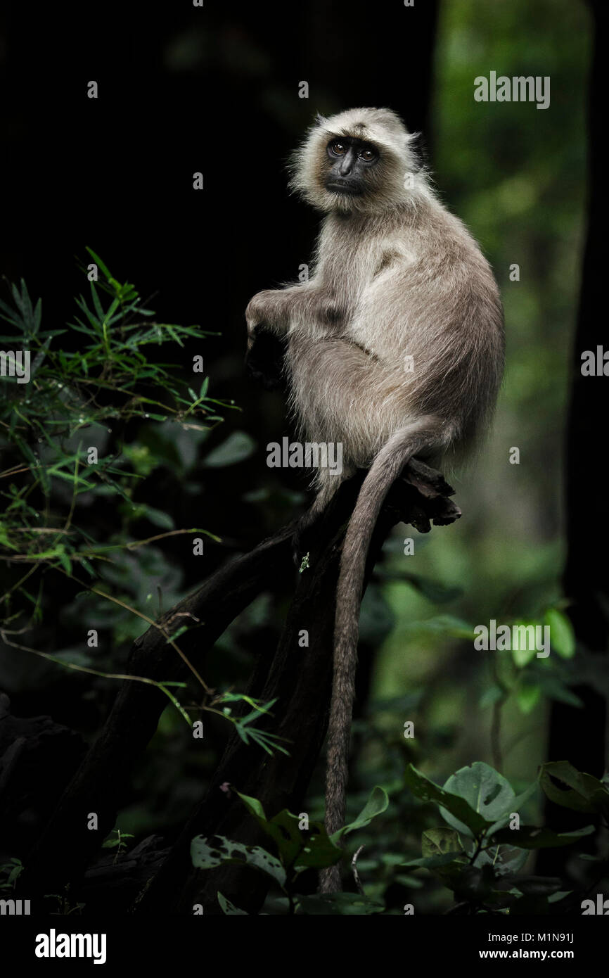 a grey langur sitting quietly on a tree branch in the bandhavgarh ...