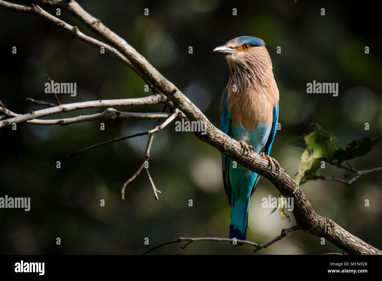 Neelkanth bird hi-res stock photography and images - Alamy
