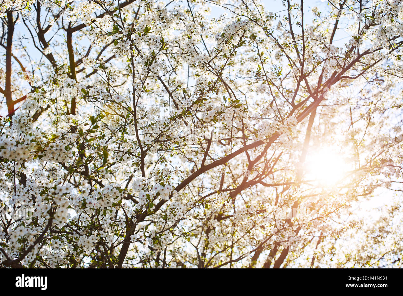 Sunset cherry blossom in hi-res stock photography and images - Alamy