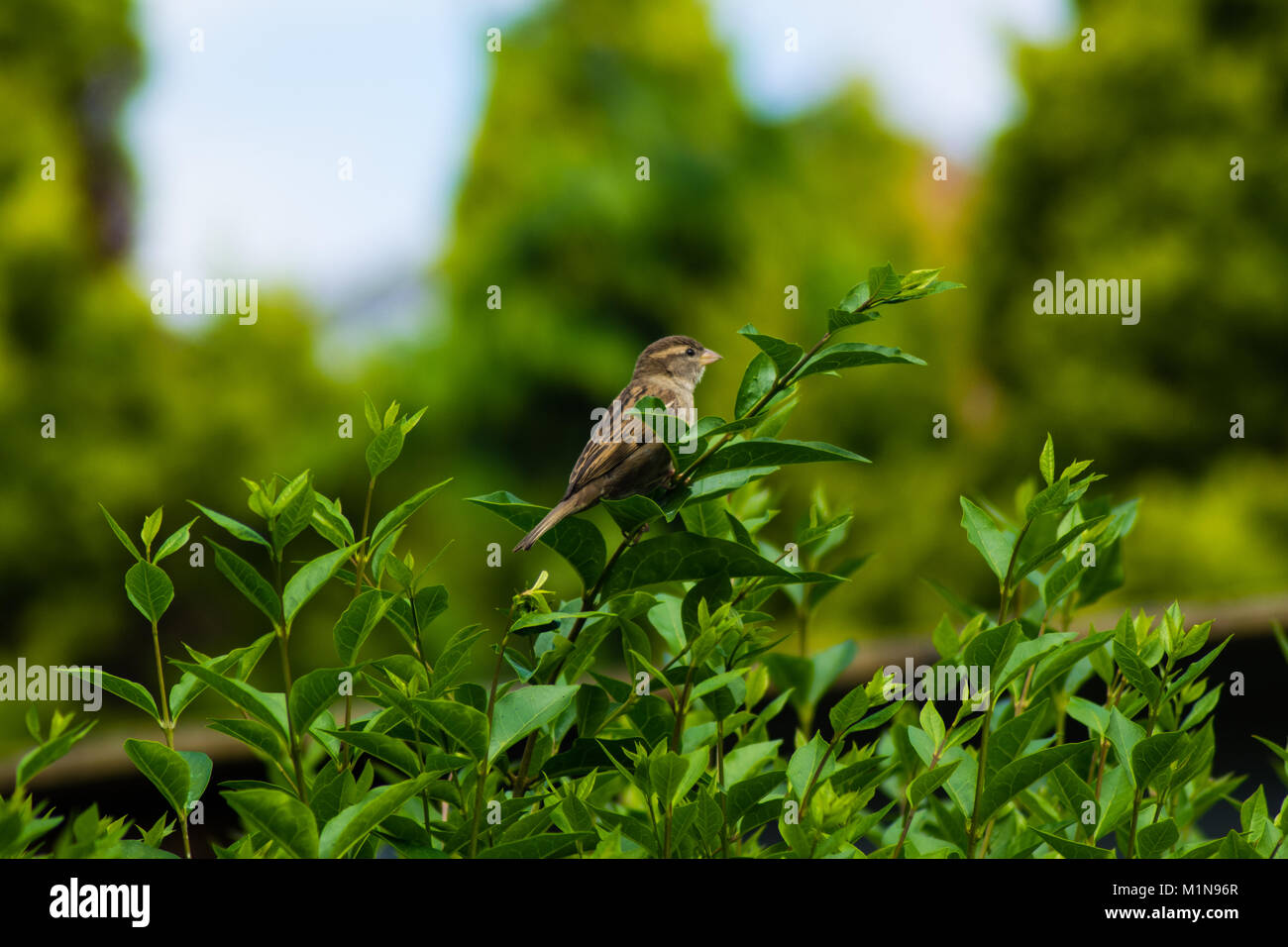 Tree sparrow family hi-res stock photography and images - Alamy