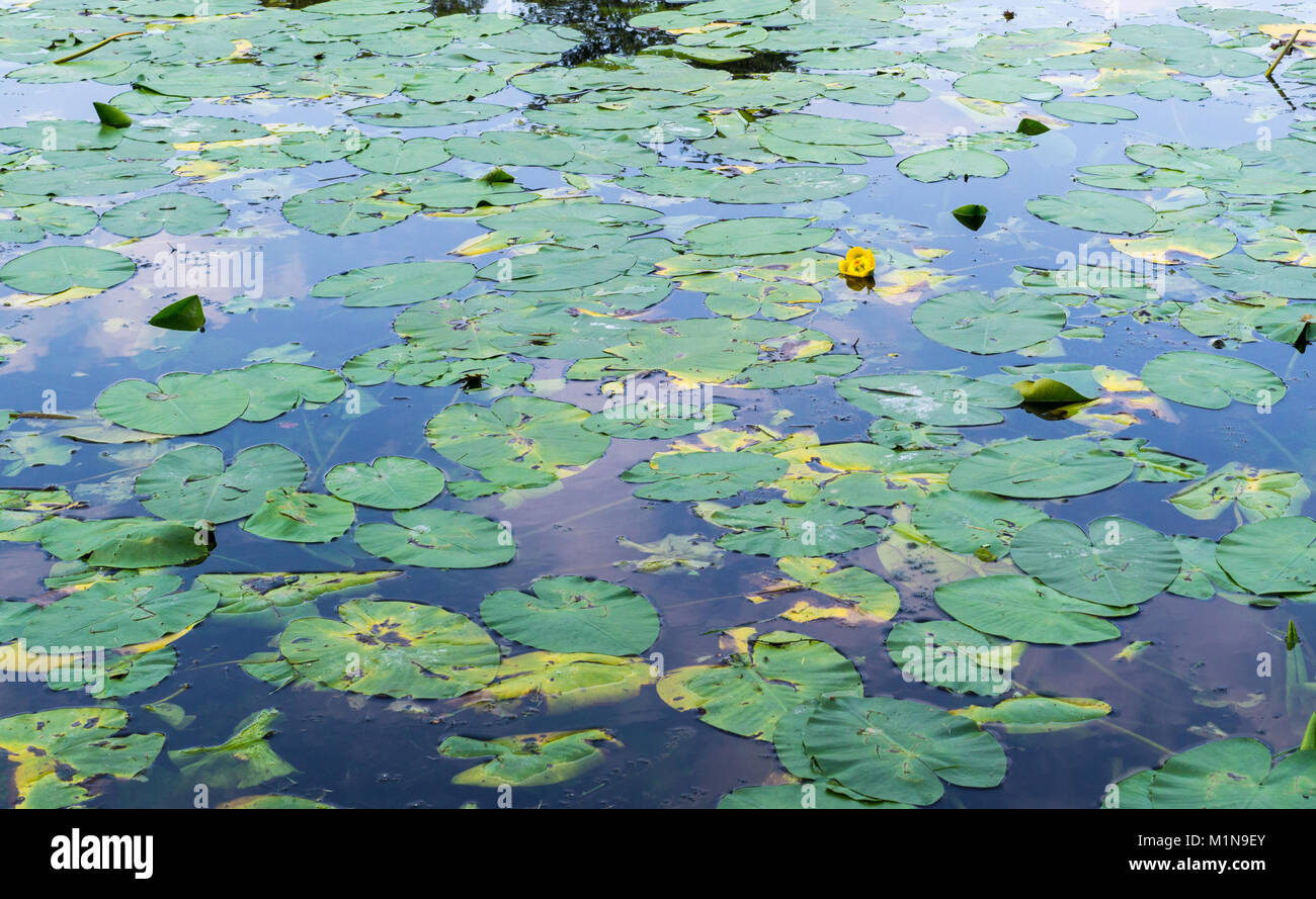 water lily in the forest pond at summer. background, nature Stock Photo ...