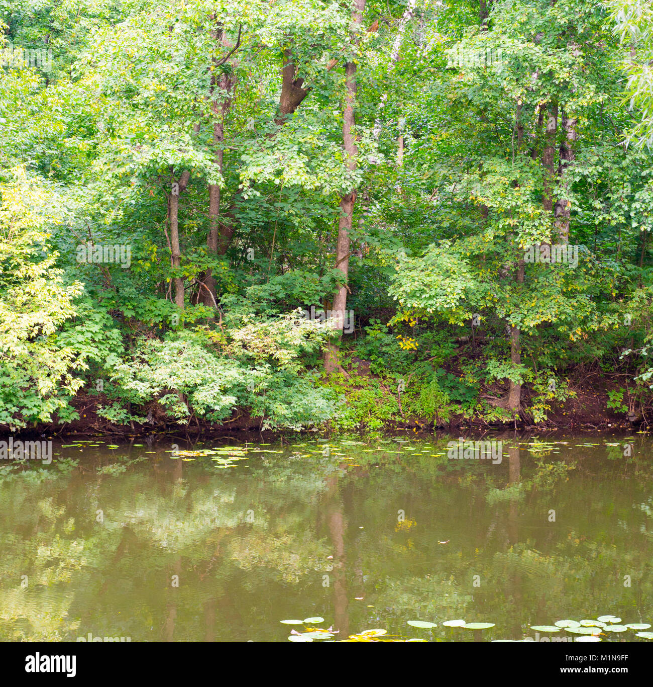 pond in the forest at summer. background, nature Stock Photo - Alamy