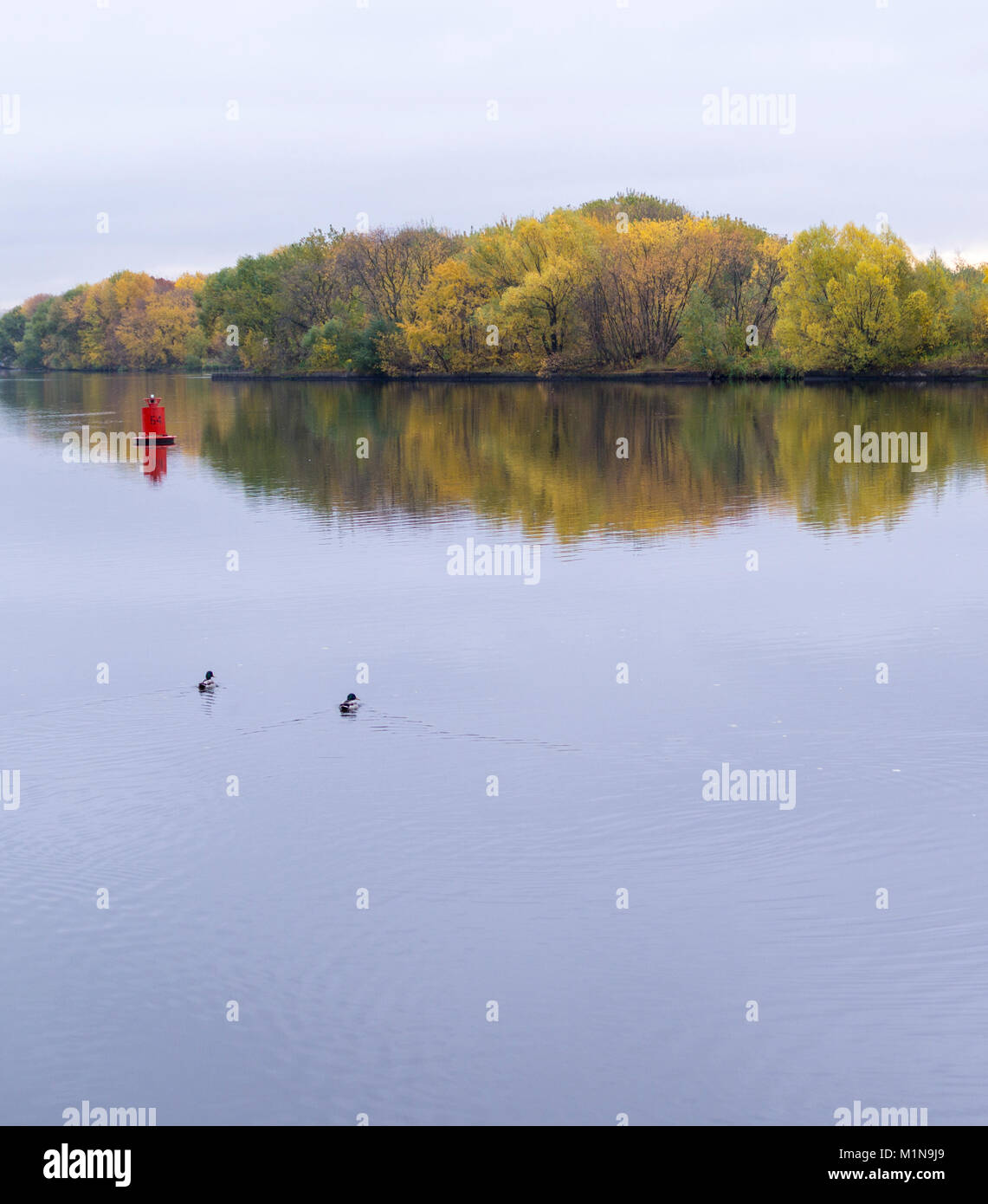 calm river at rainy autumn morning. background, nature Stock Photo - Alamy