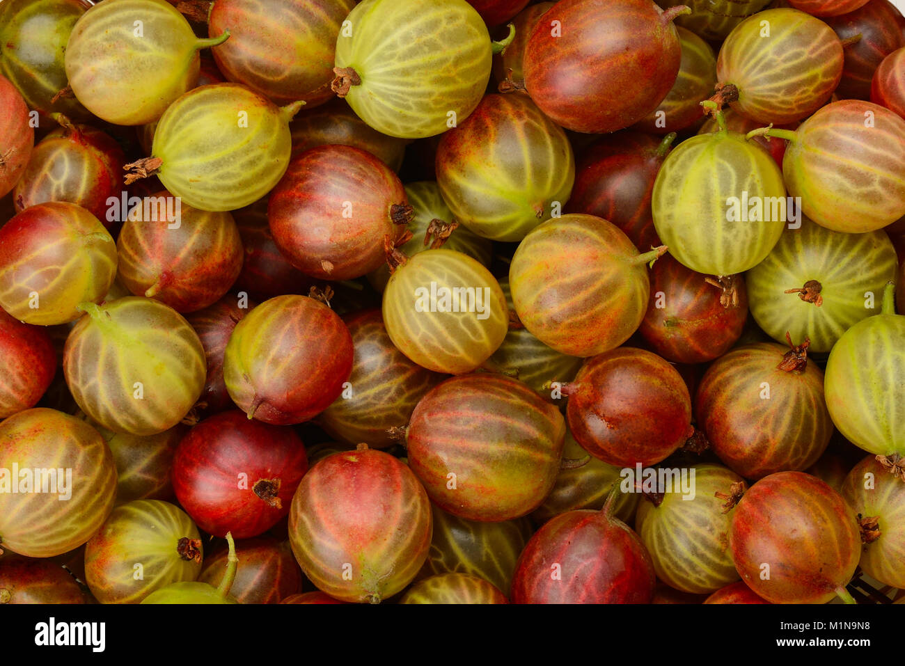 Top view of the green and red gooseberry fruit. Natural background ...