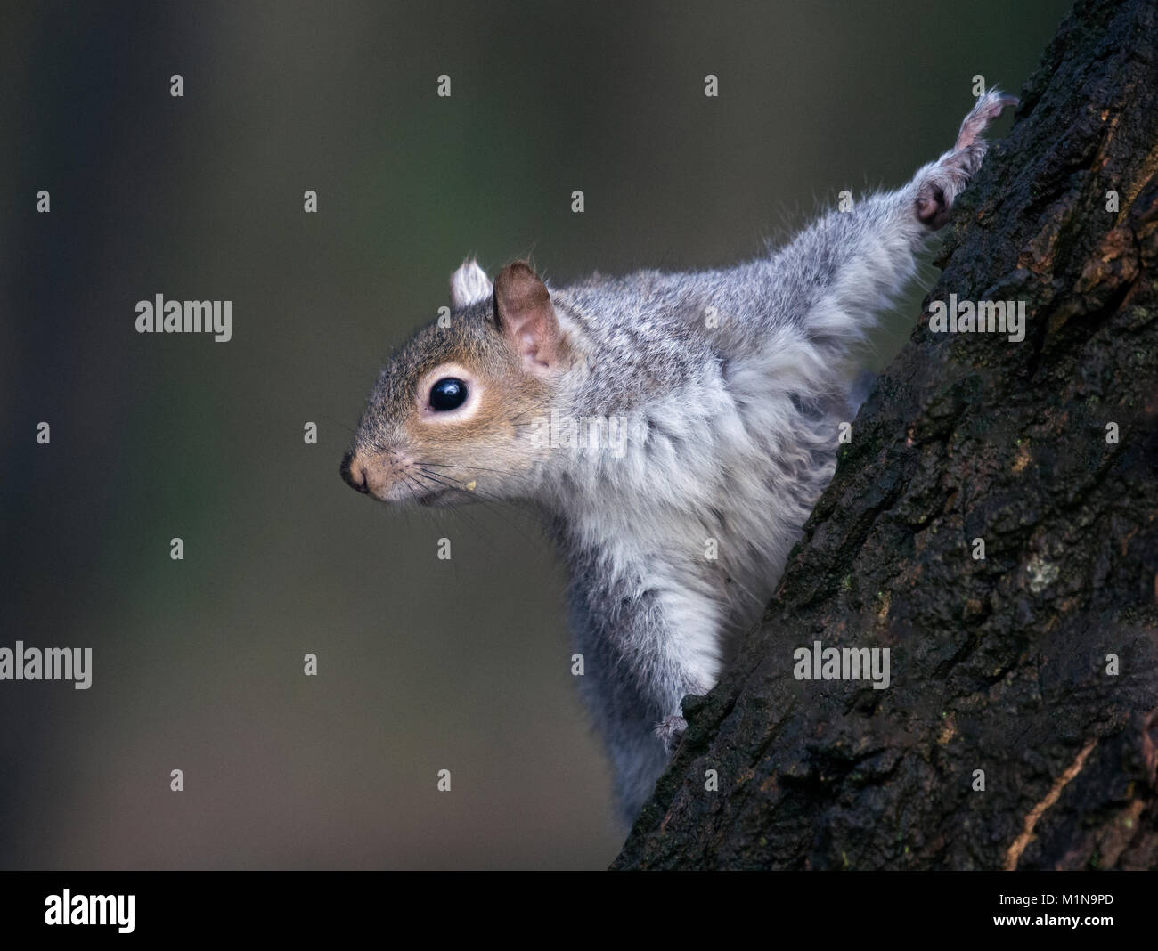 Grey squirrel tree hi-res stock photography and images - Alamy