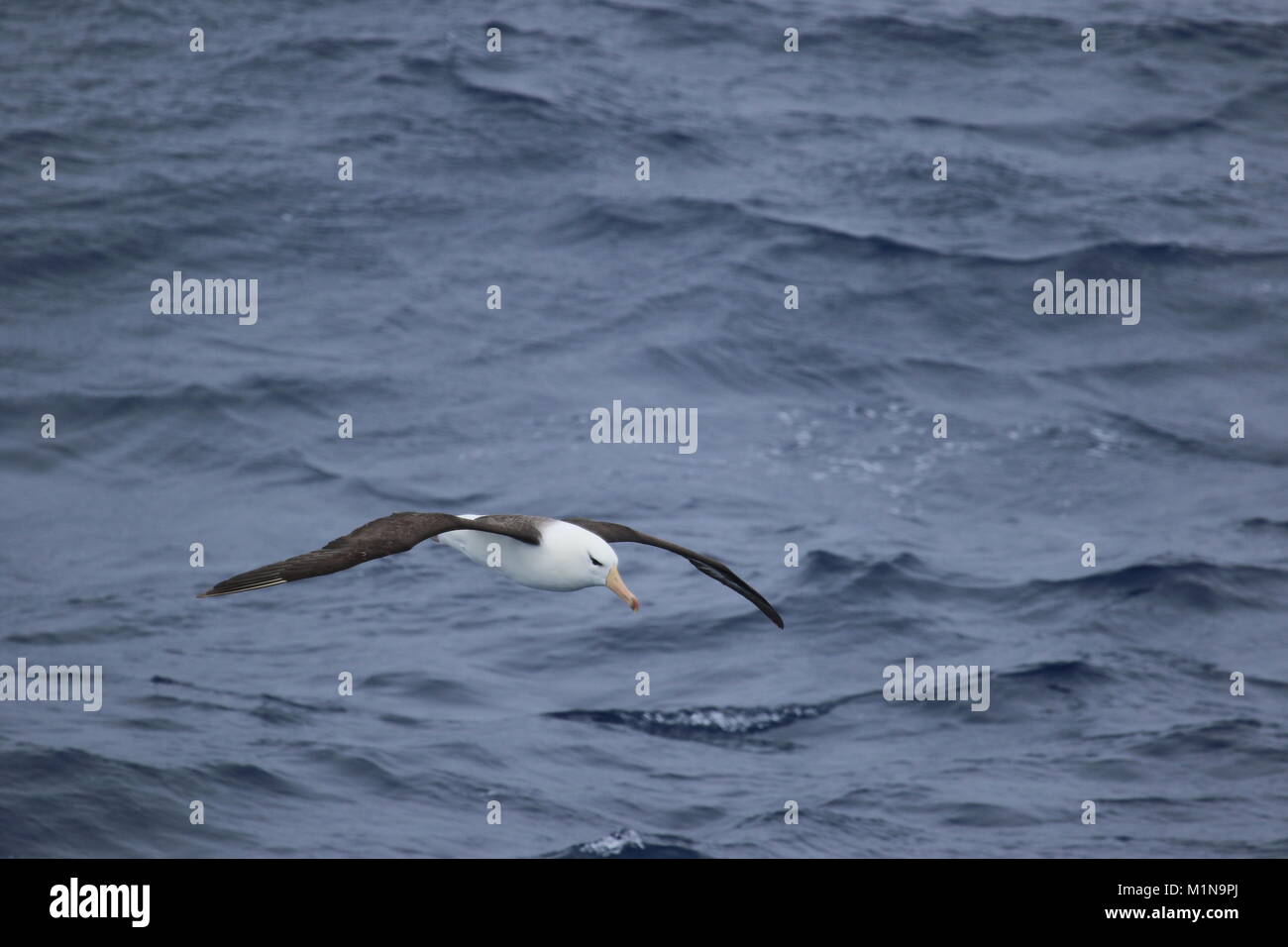 South Atlantic bird life Stock Photo - Alamy
