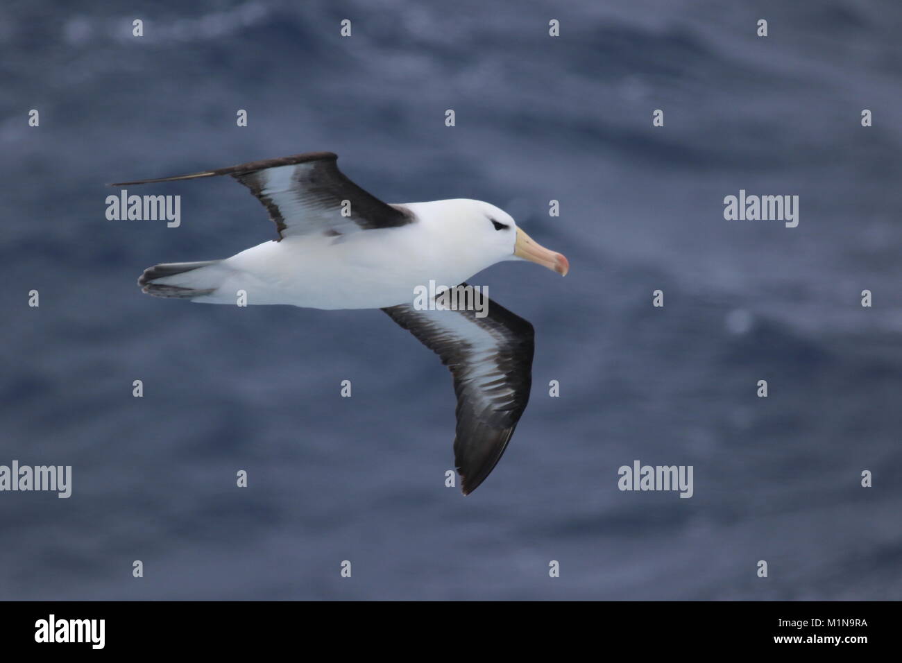 South Atlantic bird life Stock Photo - Alamy