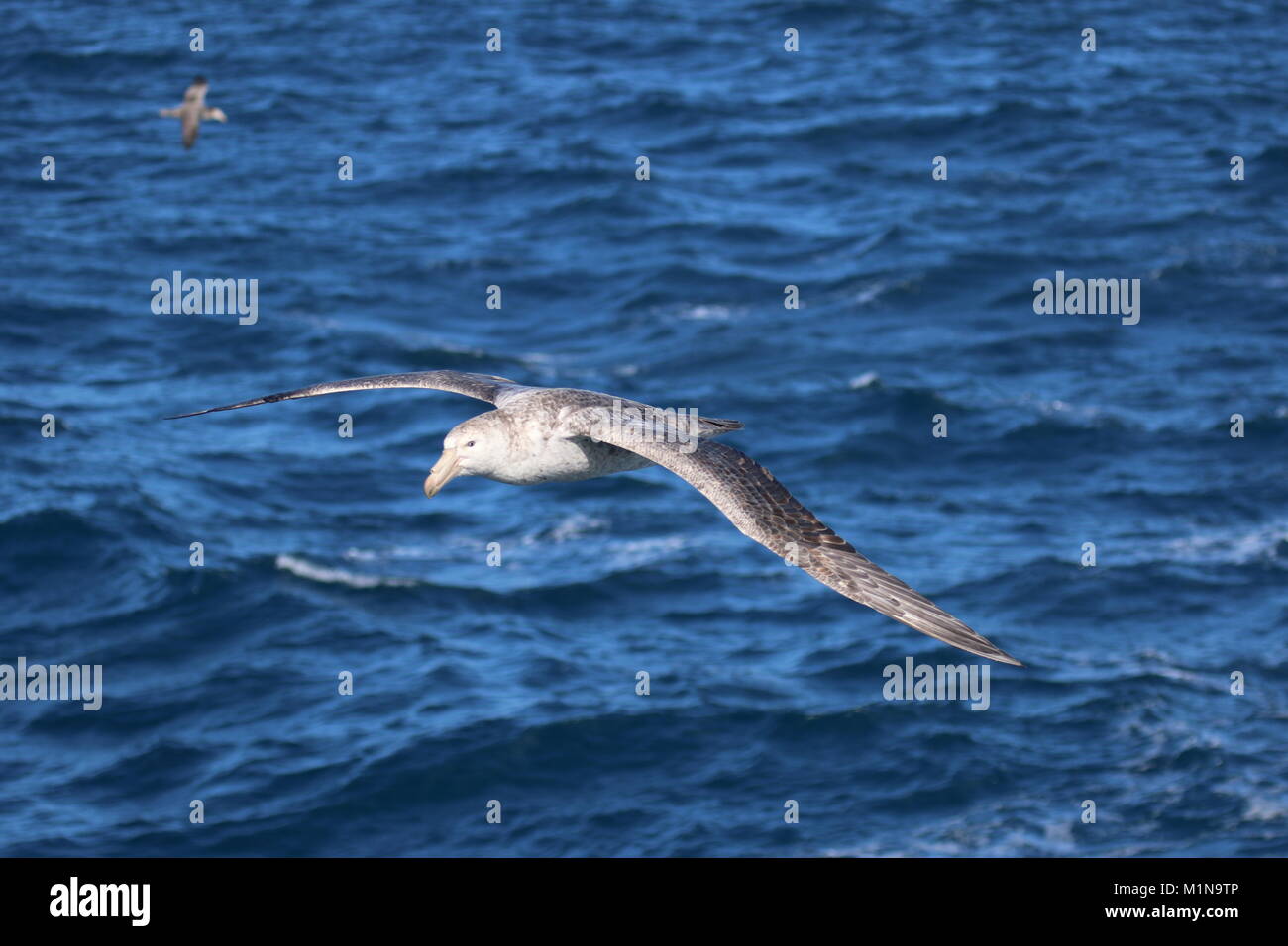 South Atlantic bird life Stock Photo - Alamy