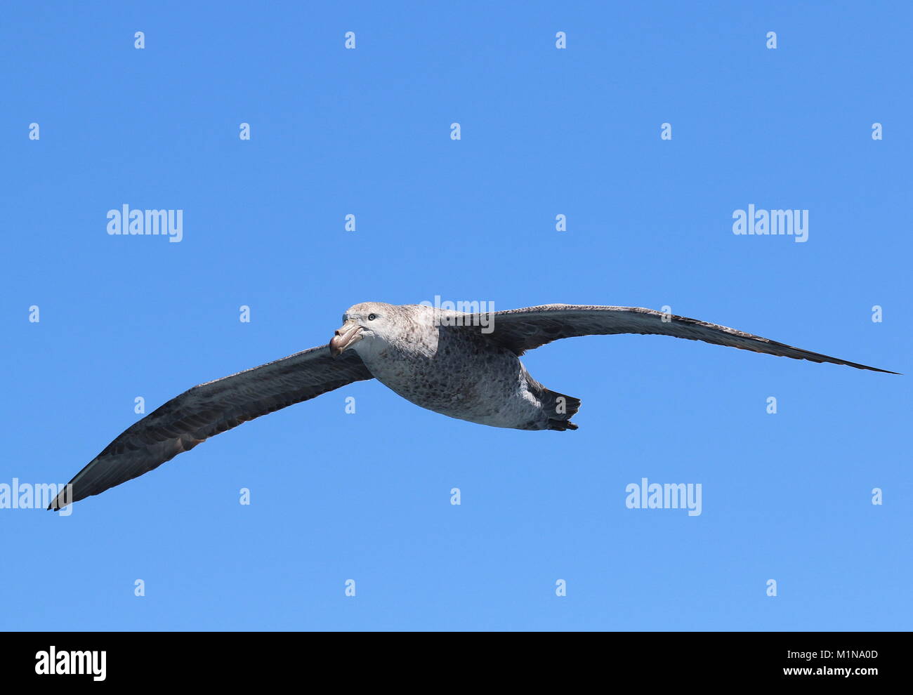 South Atlantic bird life Stock Photo - Alamy