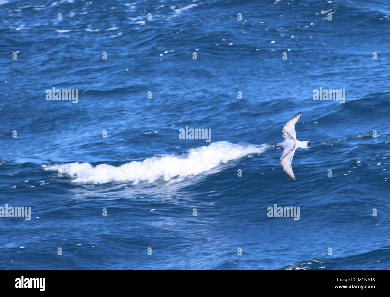 Atlantic bird hi-res stock photography and images - Alamy
