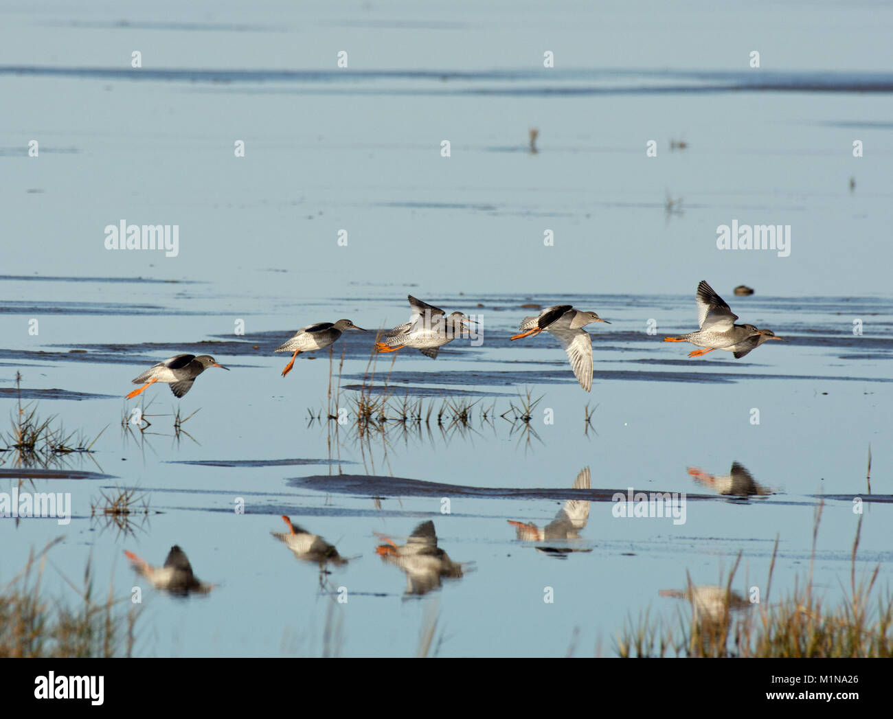 A flock of Redshank, Tringa totanus, in flight over Morecambe Bay ...