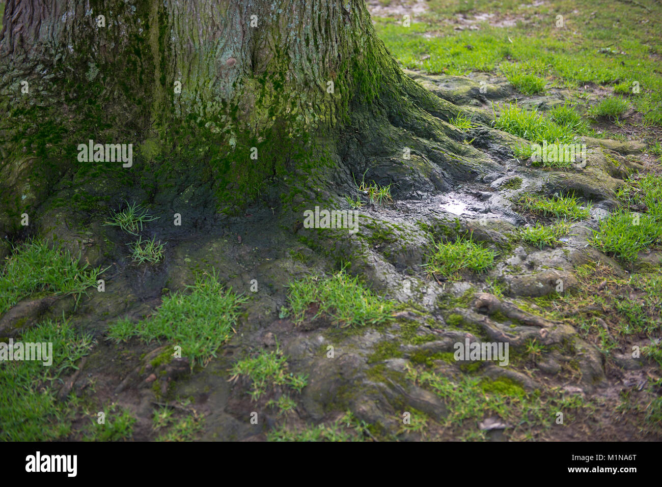 The base of a tree trunk with roots showing in the ground and grass ...