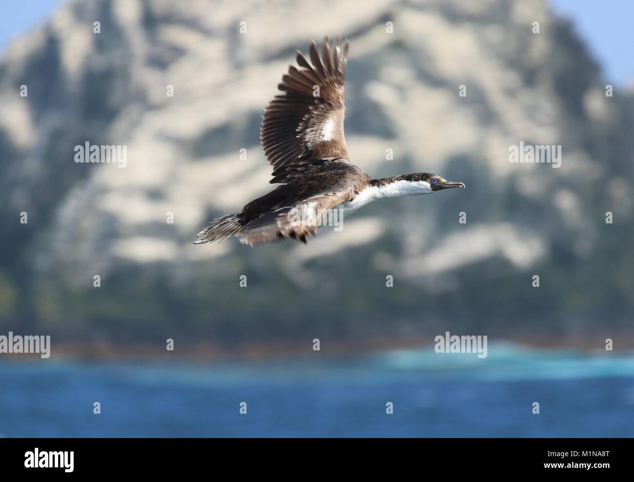 South Atlantic bird life Stock Photo - Alamy