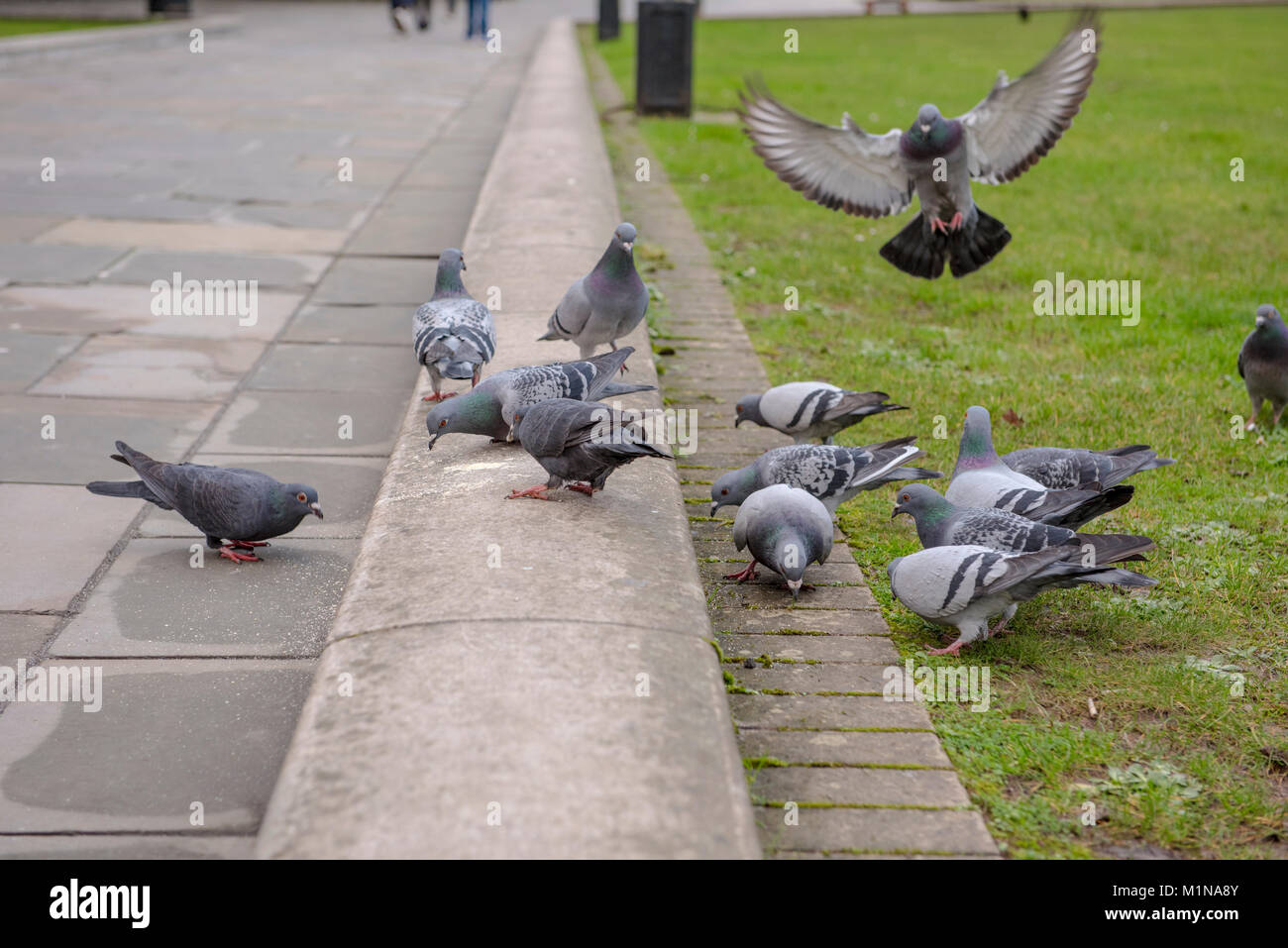 A group of eating pigeons and one pigeon in flight, about to land Stock ...