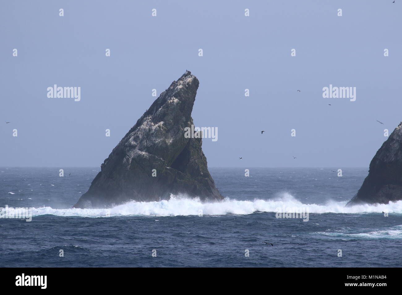 South Atlantic bird life Stock Photo - Alamy