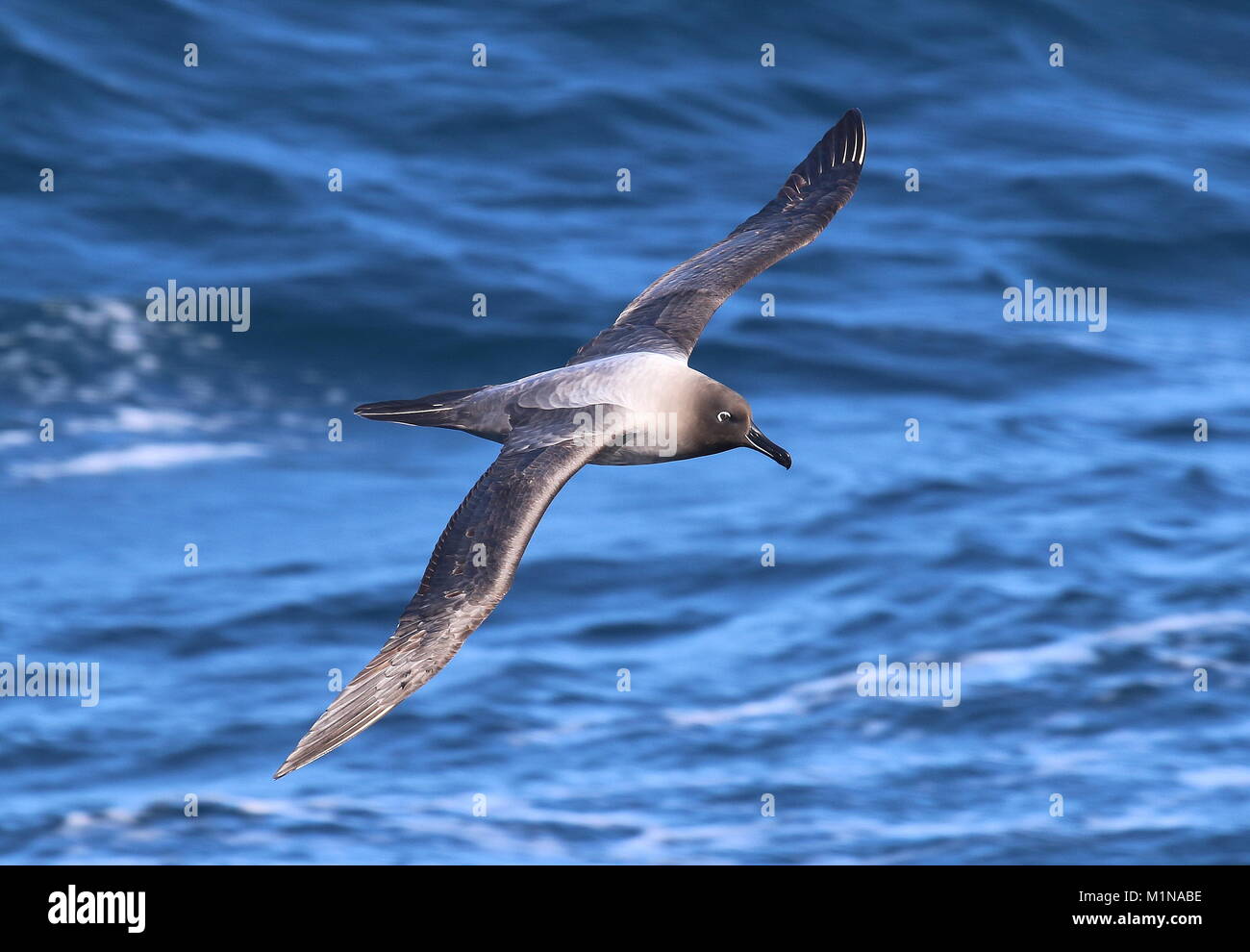 South Atlantic bird life Stock Photo - Alamy