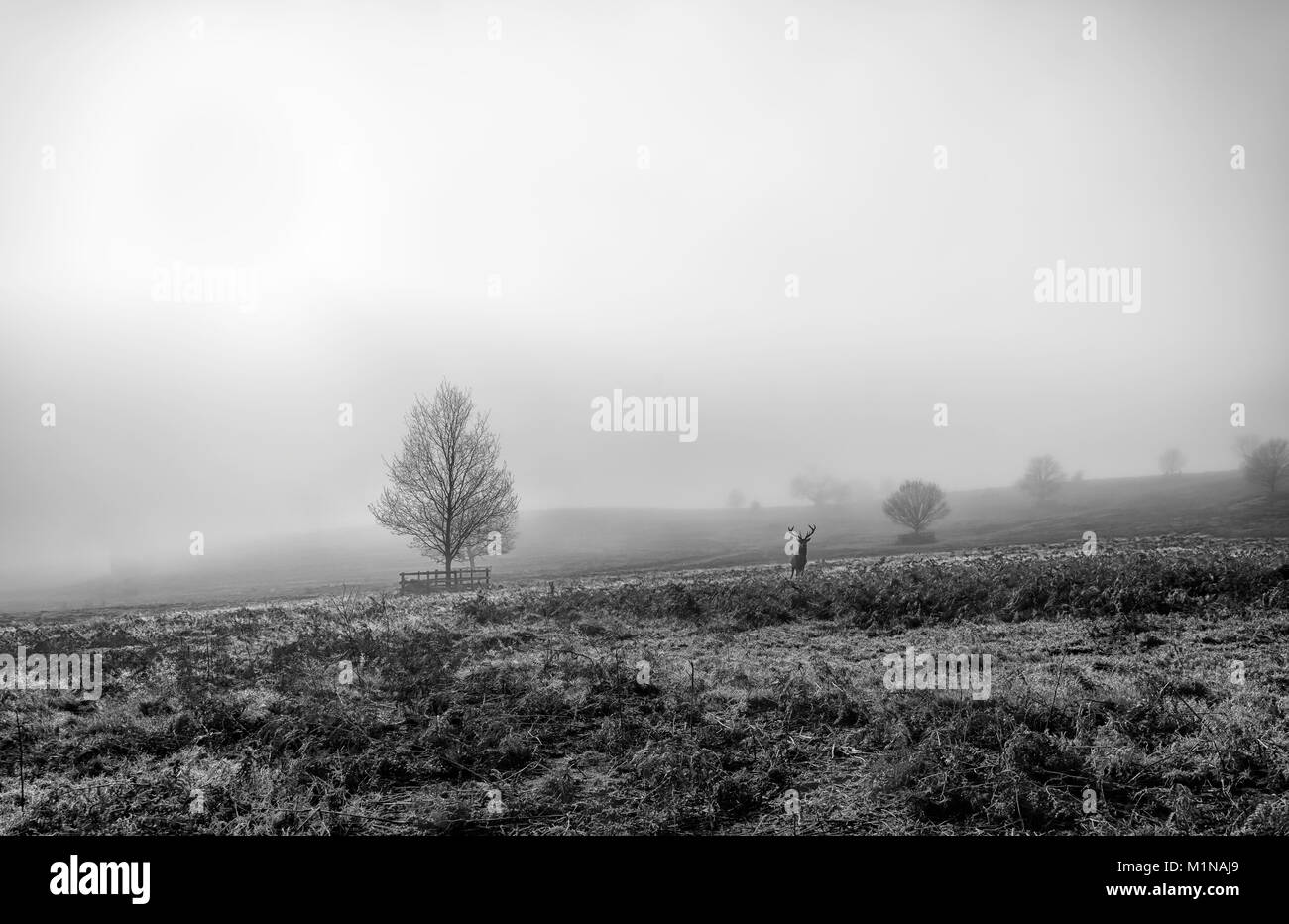 A foggy day Stock Photo - Alamy