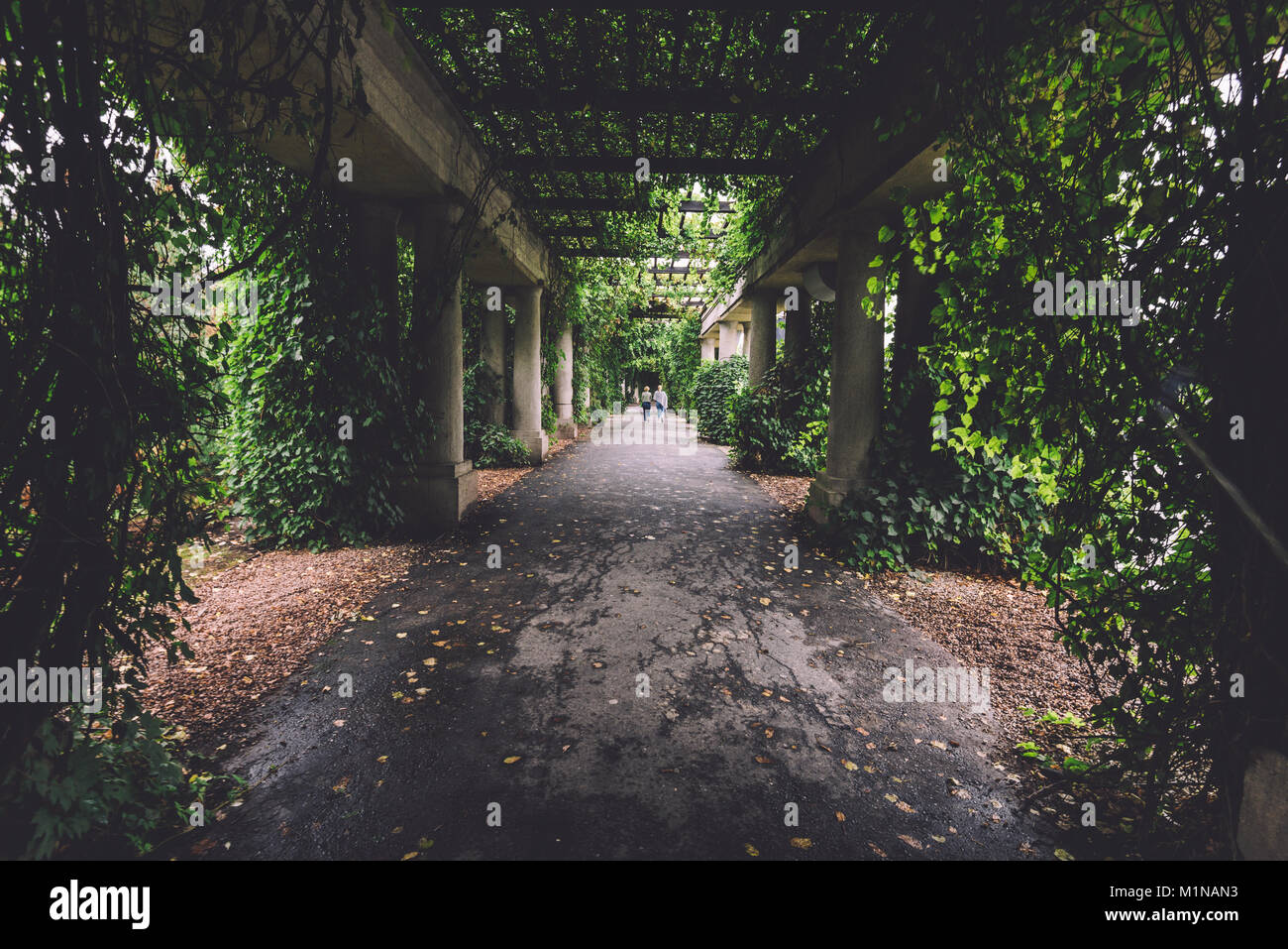 Ivy Columns Walkway in Wroclaw Stock Photo - Alamy