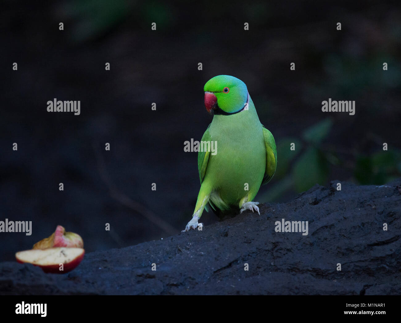 Ring Necked Parakeet , Rose-ringed parakeet, Psittacula kramer ...