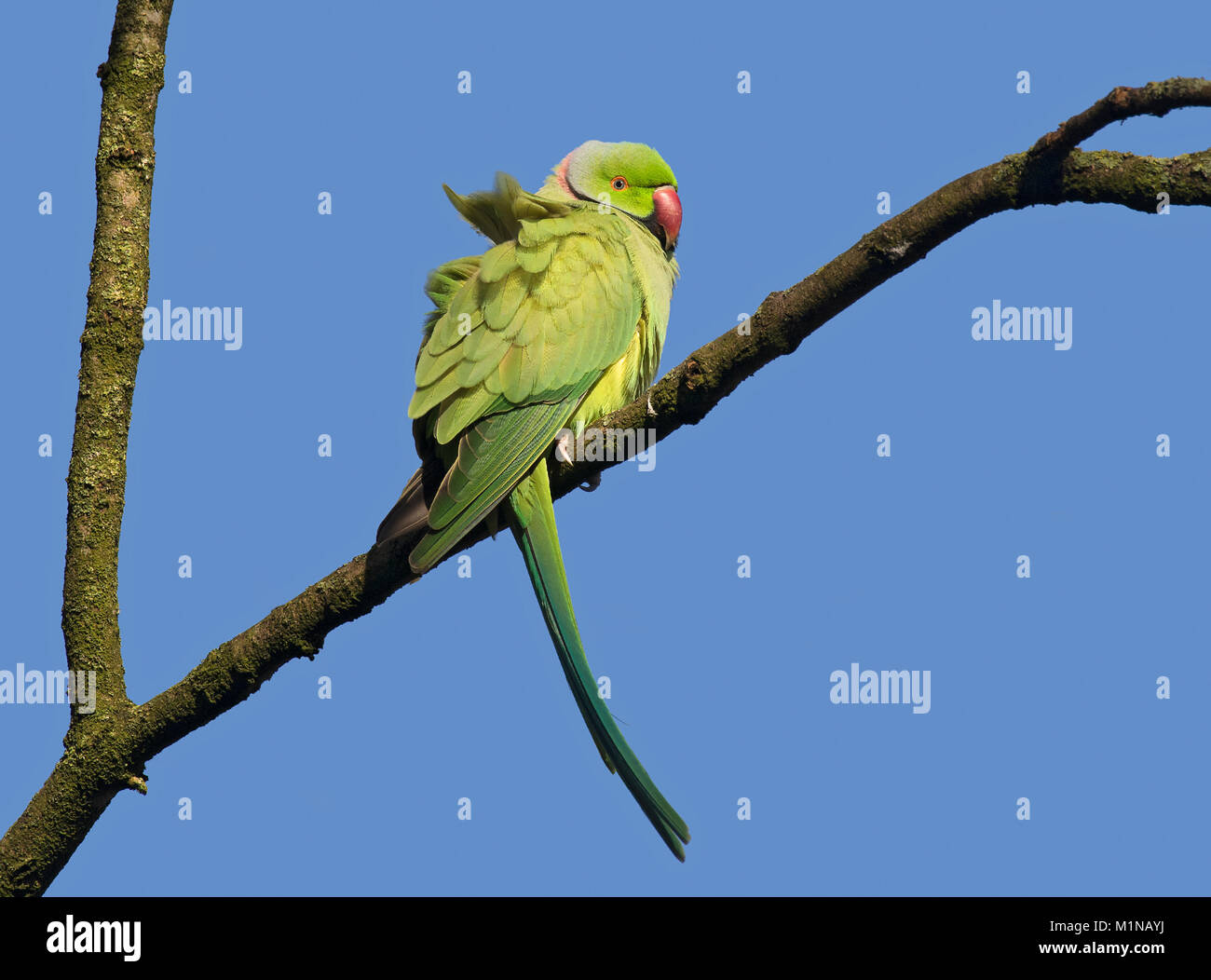 Ring Necked Parakeet , Rose-ringed parakeet, Psittacula kramer, perched ...