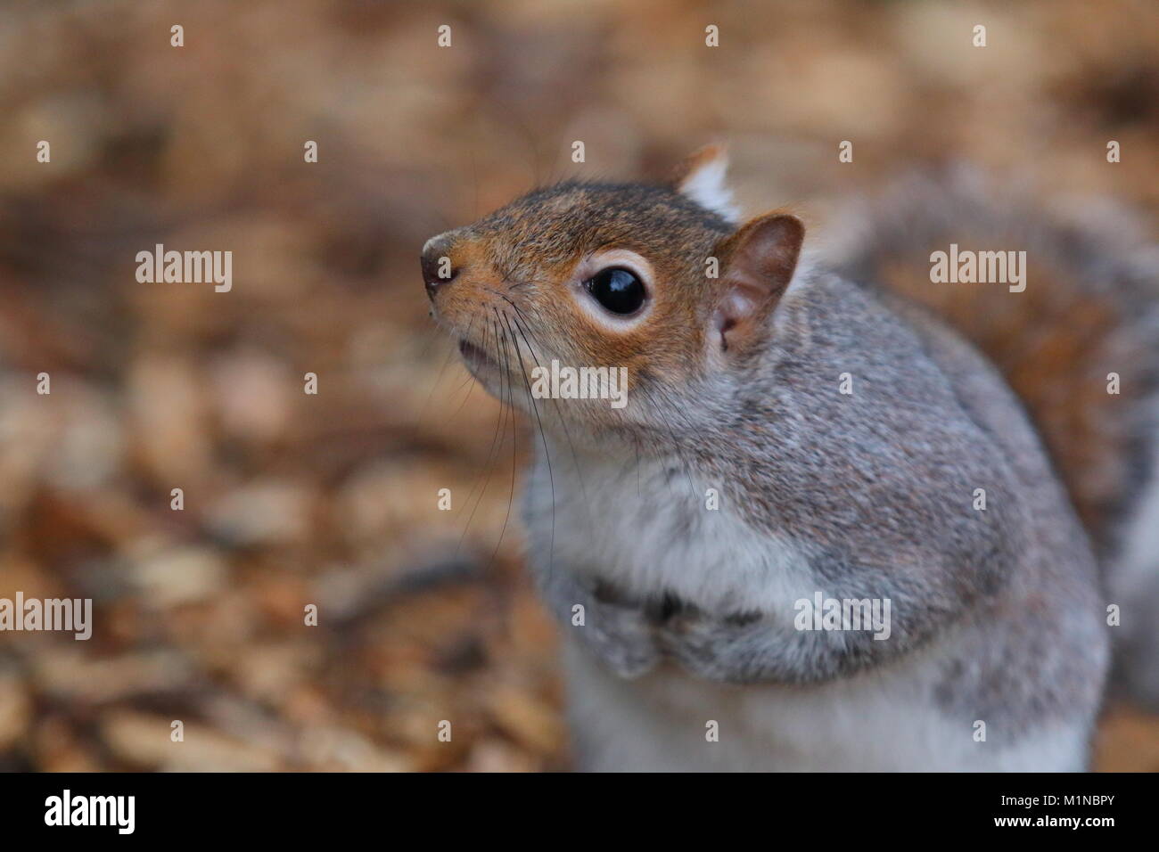 Friendly Grey Squirrel at Peasholm Park in Scarborough, where these ...