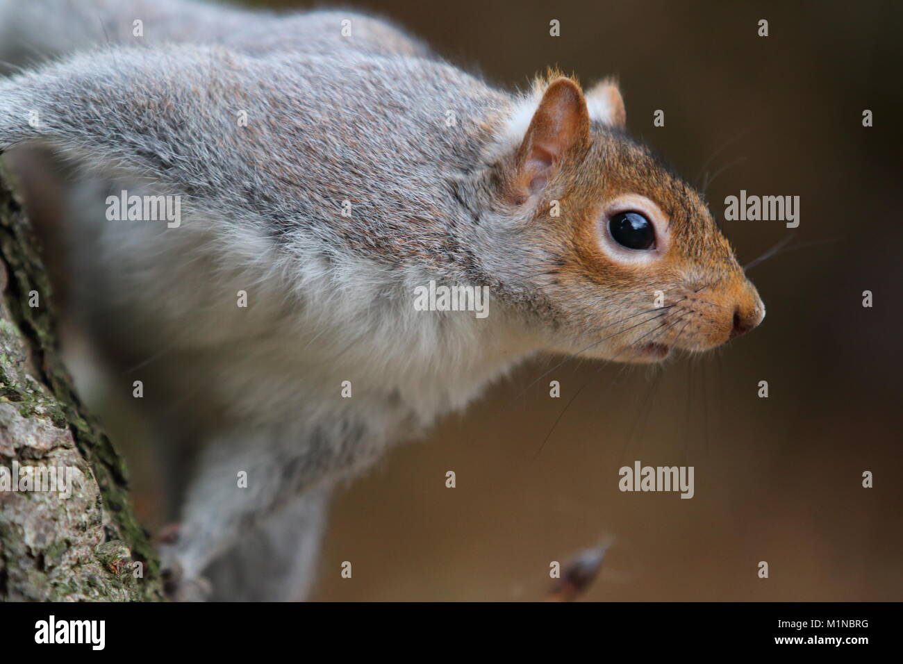 Friendly Grey Squirrel at Peasholm Park in Scarborough, where these ...