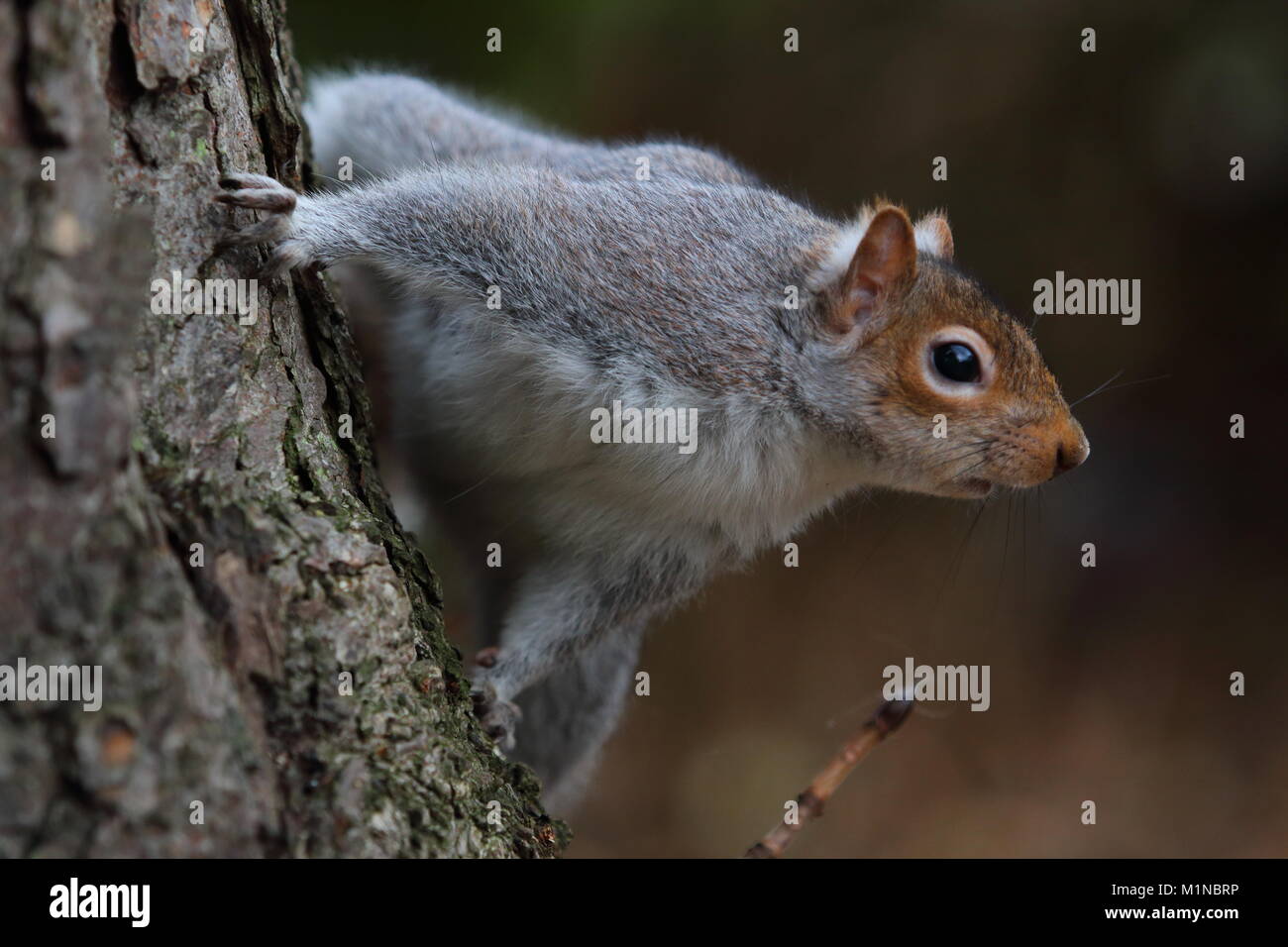 Friendly Grey Squirrel at Peasholm Park in Scarborough, where these ...