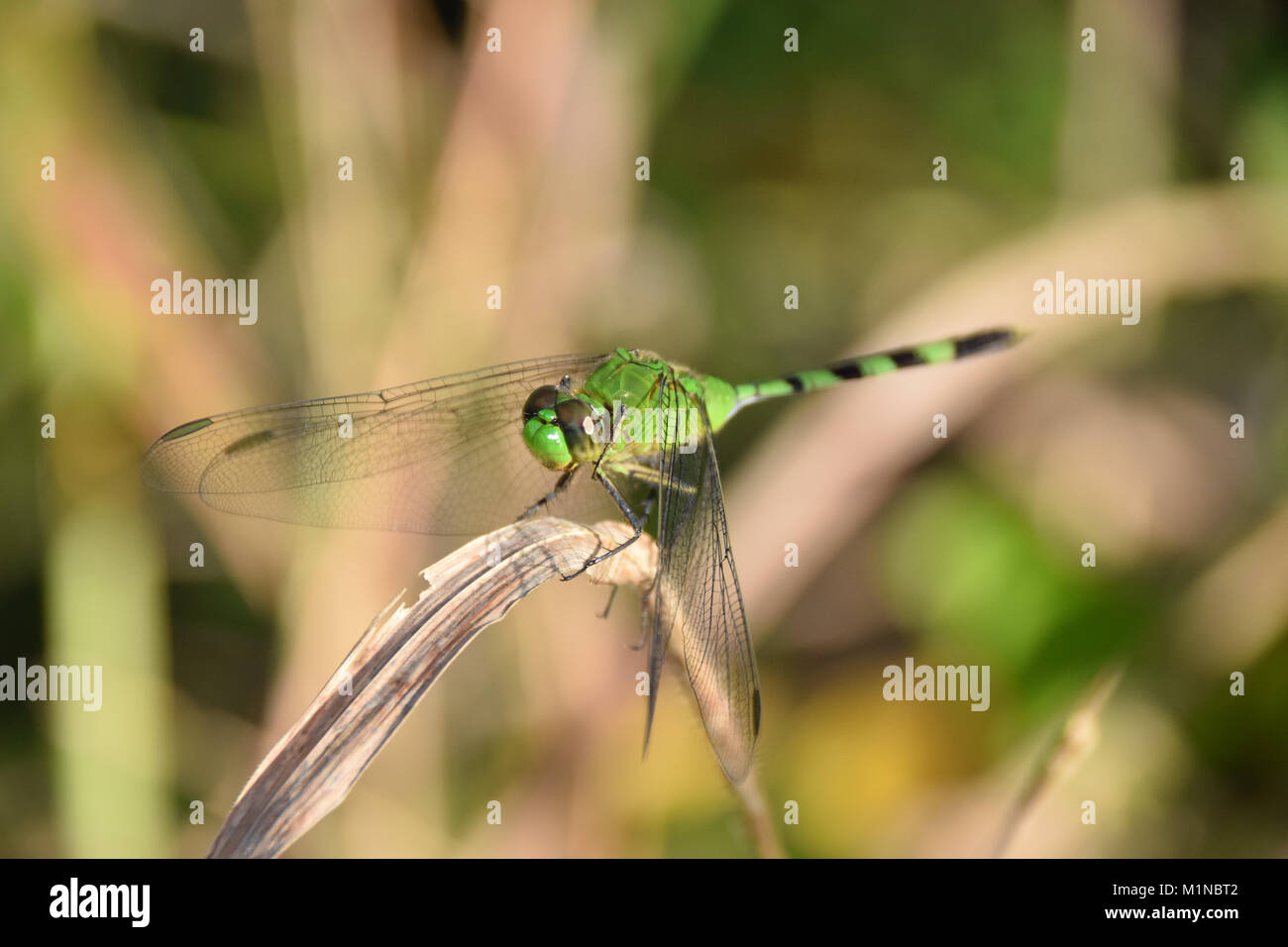 Dragonfly, Samara, Costa Rica Stock Photo - Alamy