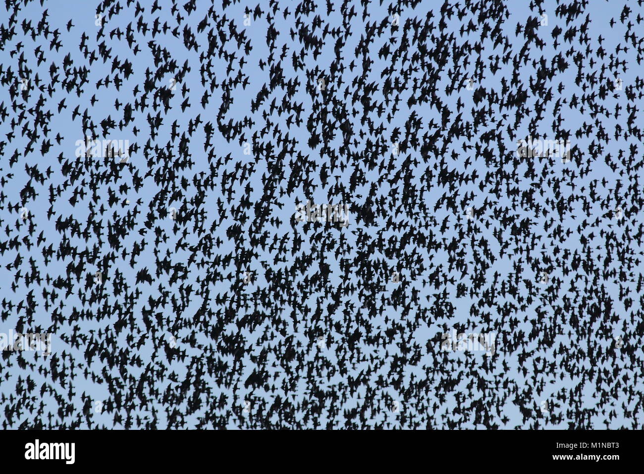 An amazing sight of nature - A Starling Murmuration Stock Photo - Alamy