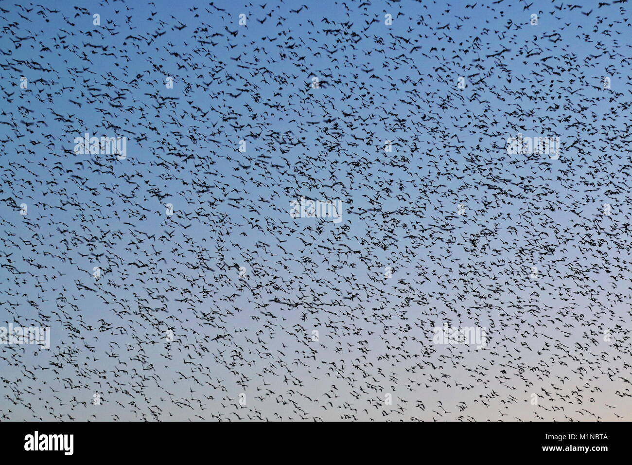 An amazing sight of nature - A Starling Murmuration Stock Photo - Alamy