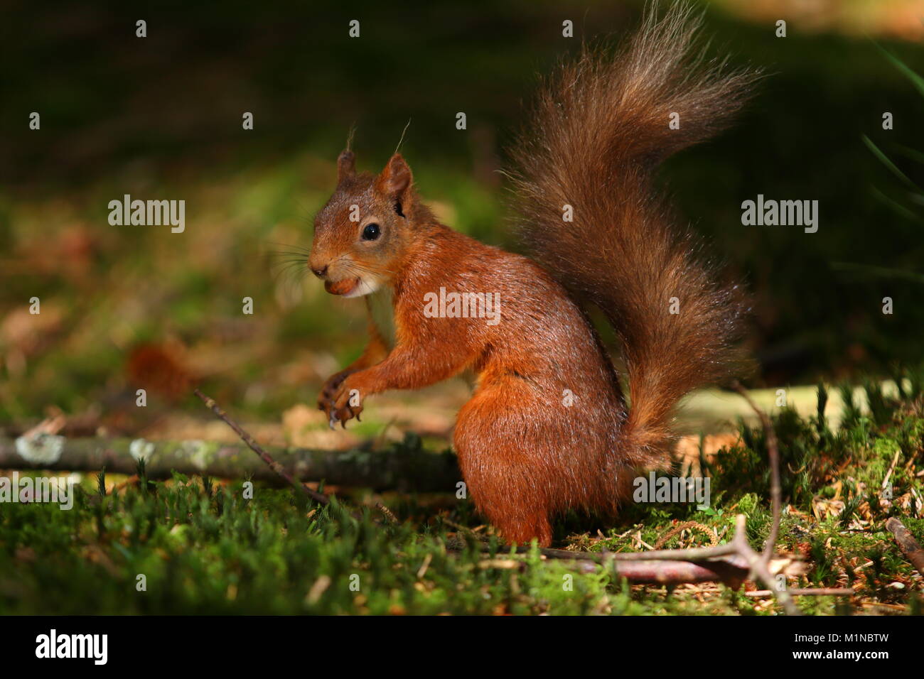 Red squirrels uk hi-res stock photography and images - Alamy
