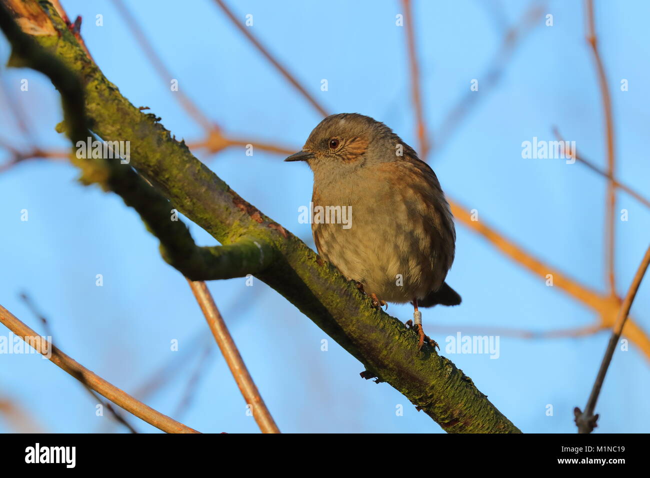 Dunnock british birds hi-res stock photography and images - Alamy