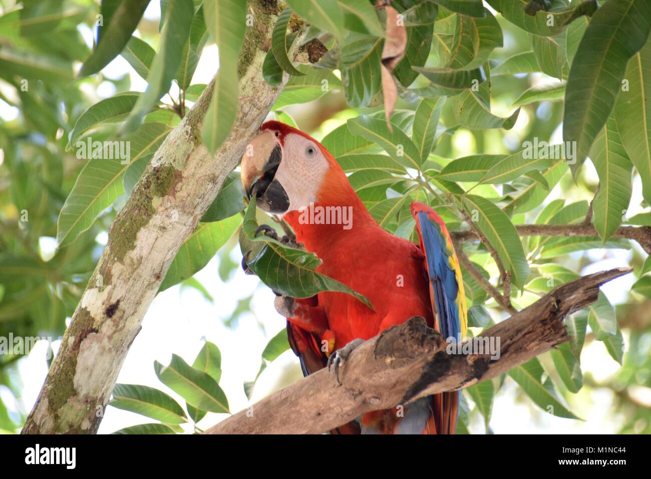 Scarlet macaw costa rica hi-res stock photography and images - Alamy