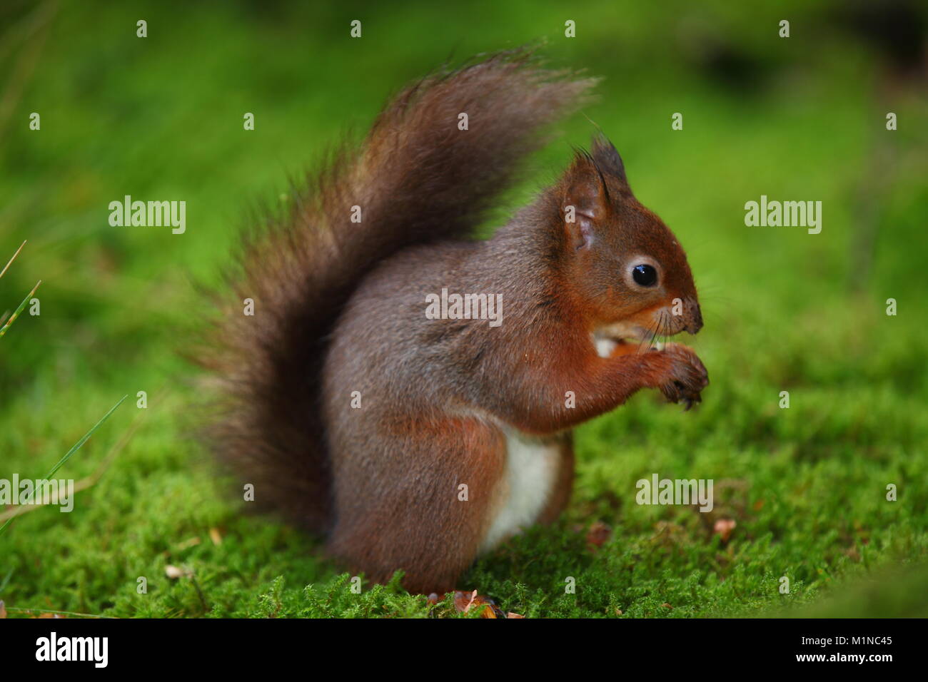 Red squirrel uk wildlife hi-res stock photography and images - Alamy